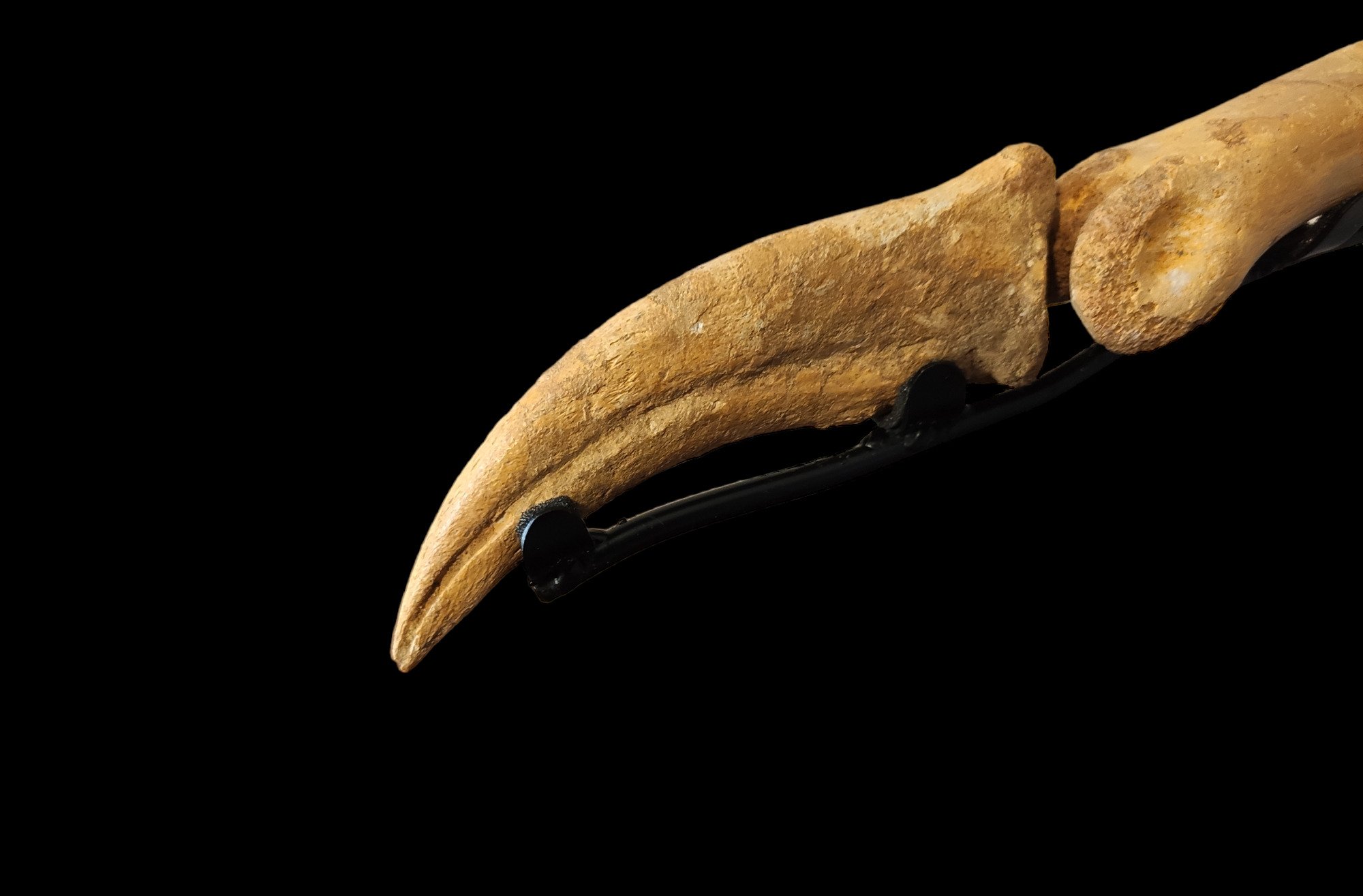 Spinosaurus Aegyptiacus - complete natural finger? - Fossil ID - The ...