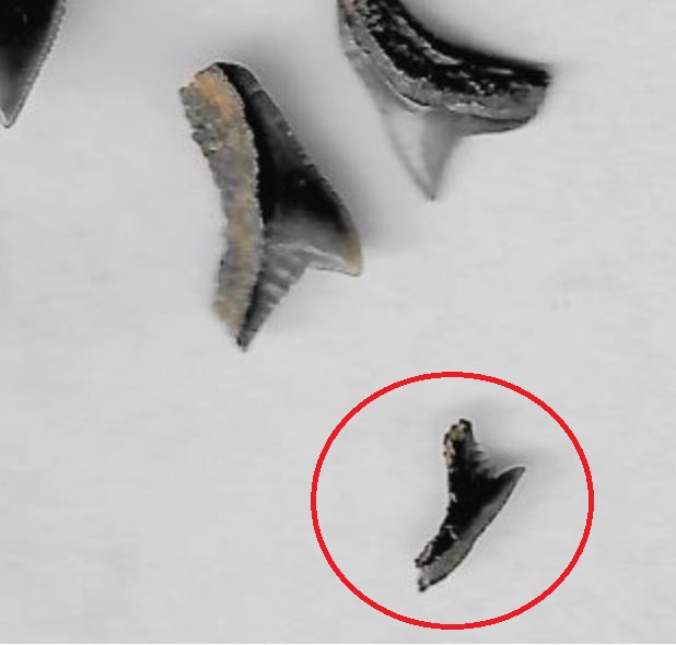 tiger shark tooth? - Fossil ID - The Fossil Forum
