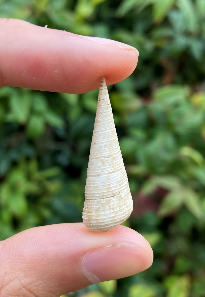 Mesalia claibornensis - Member Collections - The Fossil Forum