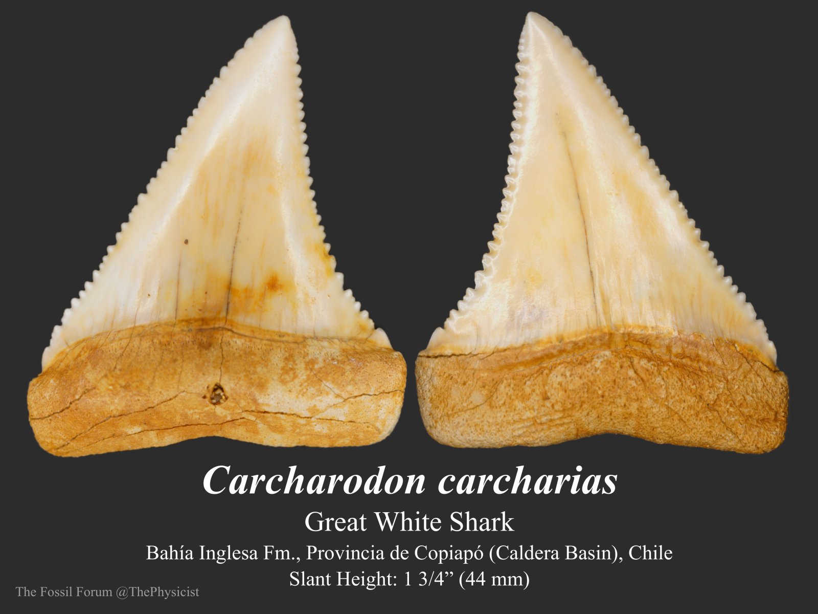 Great white shark tooth - Sharks, Rays and Skates - The Fossil Forum