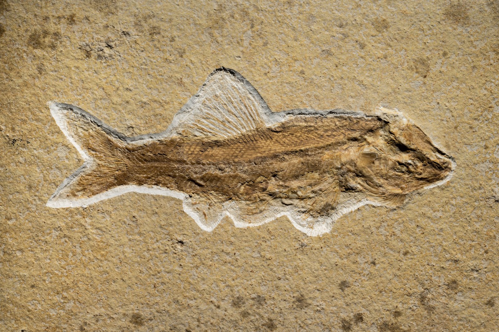 6636_Ophiopsis - Member Collections - The Fossil Forum