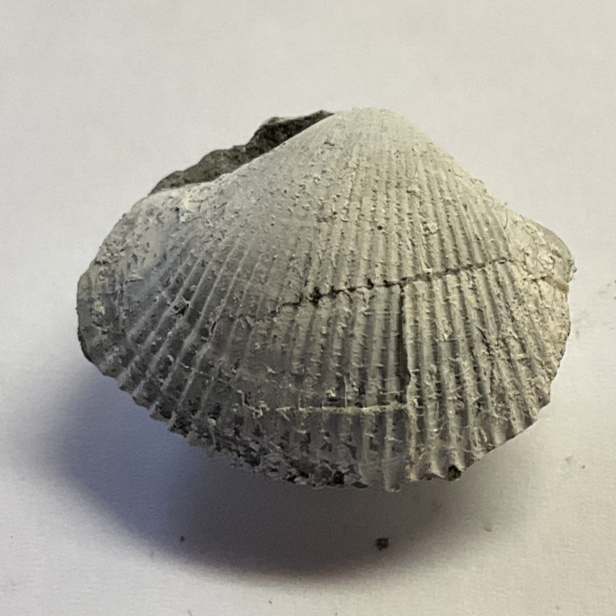 Bivalve from the Severn, MD - Member Collections - The Fossil Forum