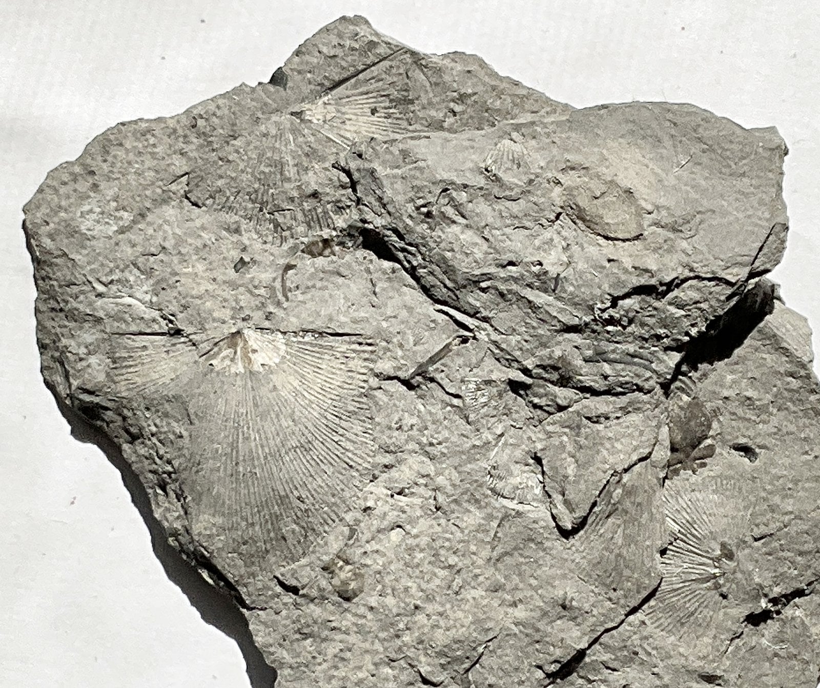 Brachiopods from the Rochester Shale - Member Collections - The Fossil ...