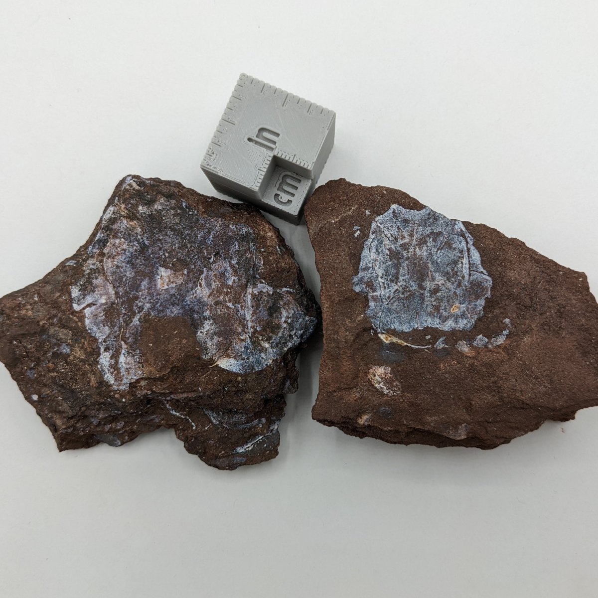 Actinolepid placoderm skull roofs - Member Collections - The Fossil Forum