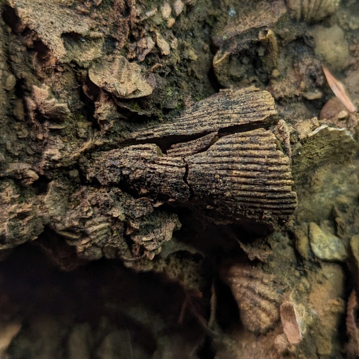 Silicified horn coral - Member Collections - The Fossil Forum