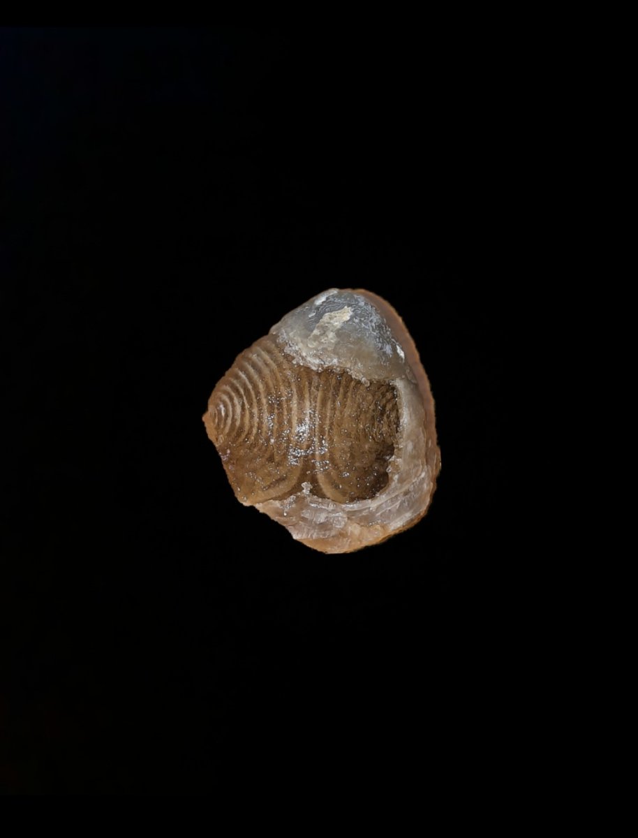 Composita with brachidia - Member Collections - The Fossil Forum