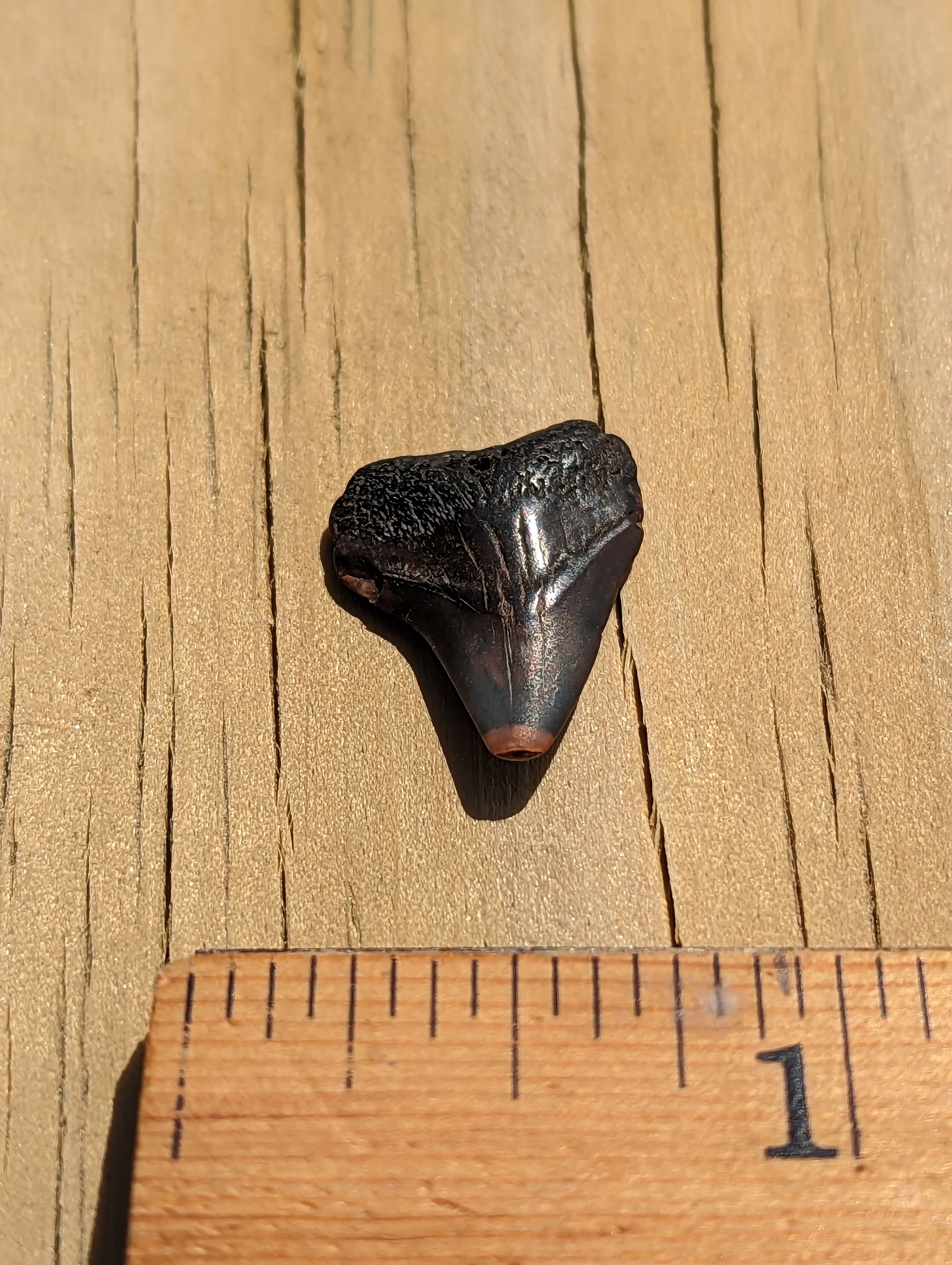 Corolla NC Shark Tooth ID? - Fossil ID - The Fossil Forum