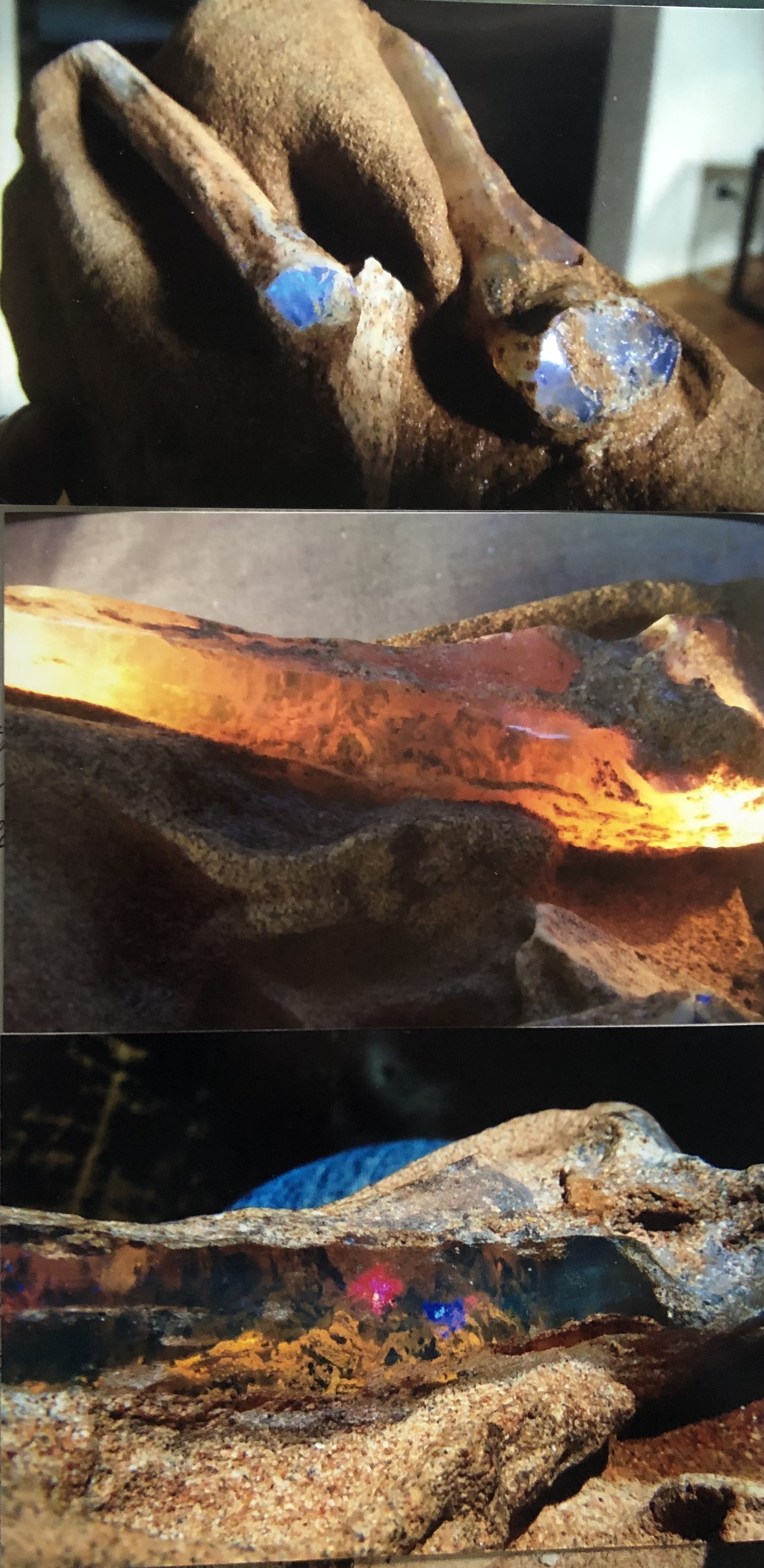 Rare Opalised fossils - Member Collections - The Fossil Forum