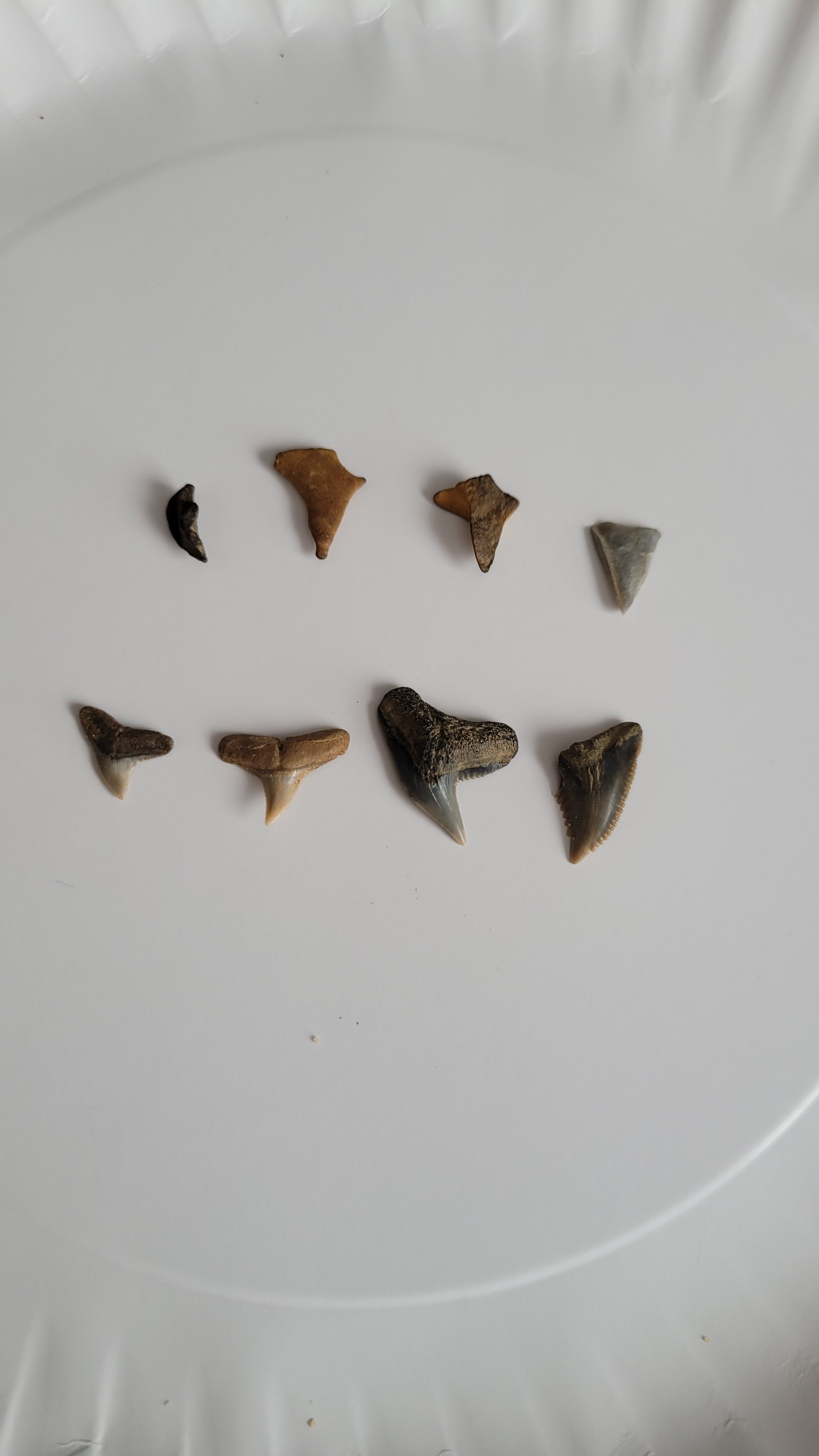 First time fossil hunting... have no clue what I've found; charts didn ...