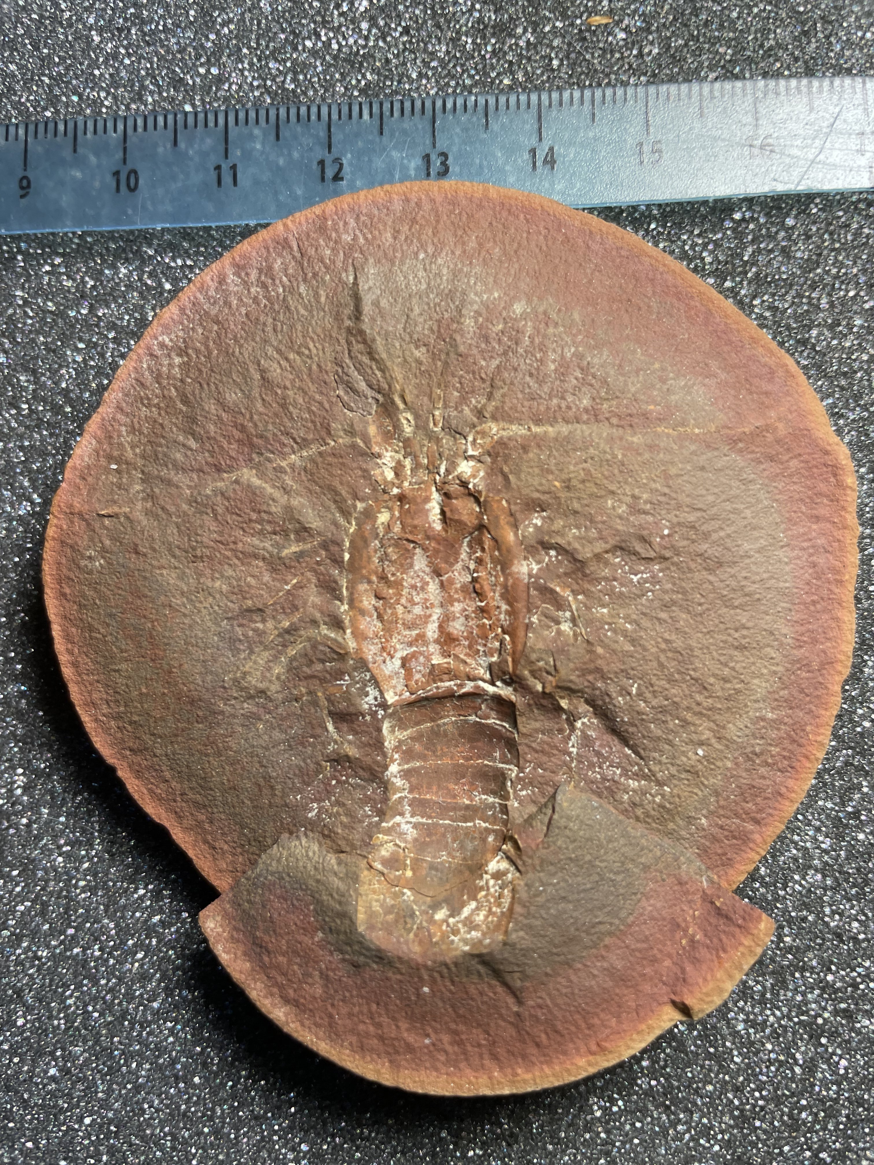 Beginners Luck! Mazon Creek Crawfish ID? - Fossil ID - The Fossil Forum