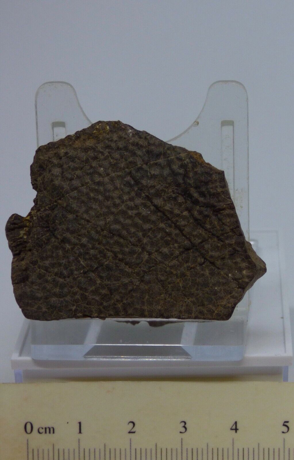 Cretaceous? - Fossil ID - The Fossil Forum
