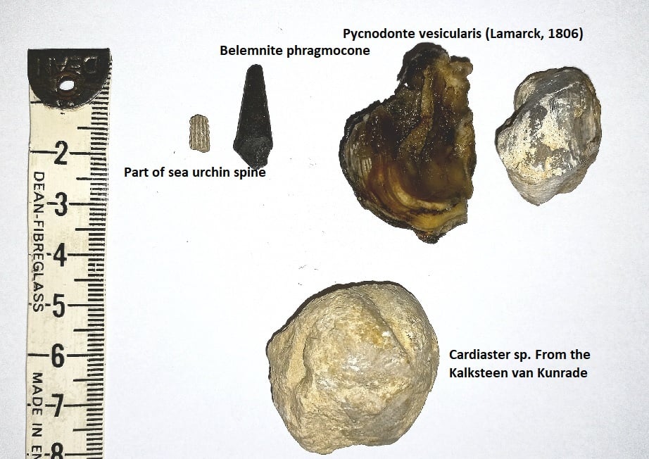 early early and late early Maastrichtian fossils (Late Cretaceous ...