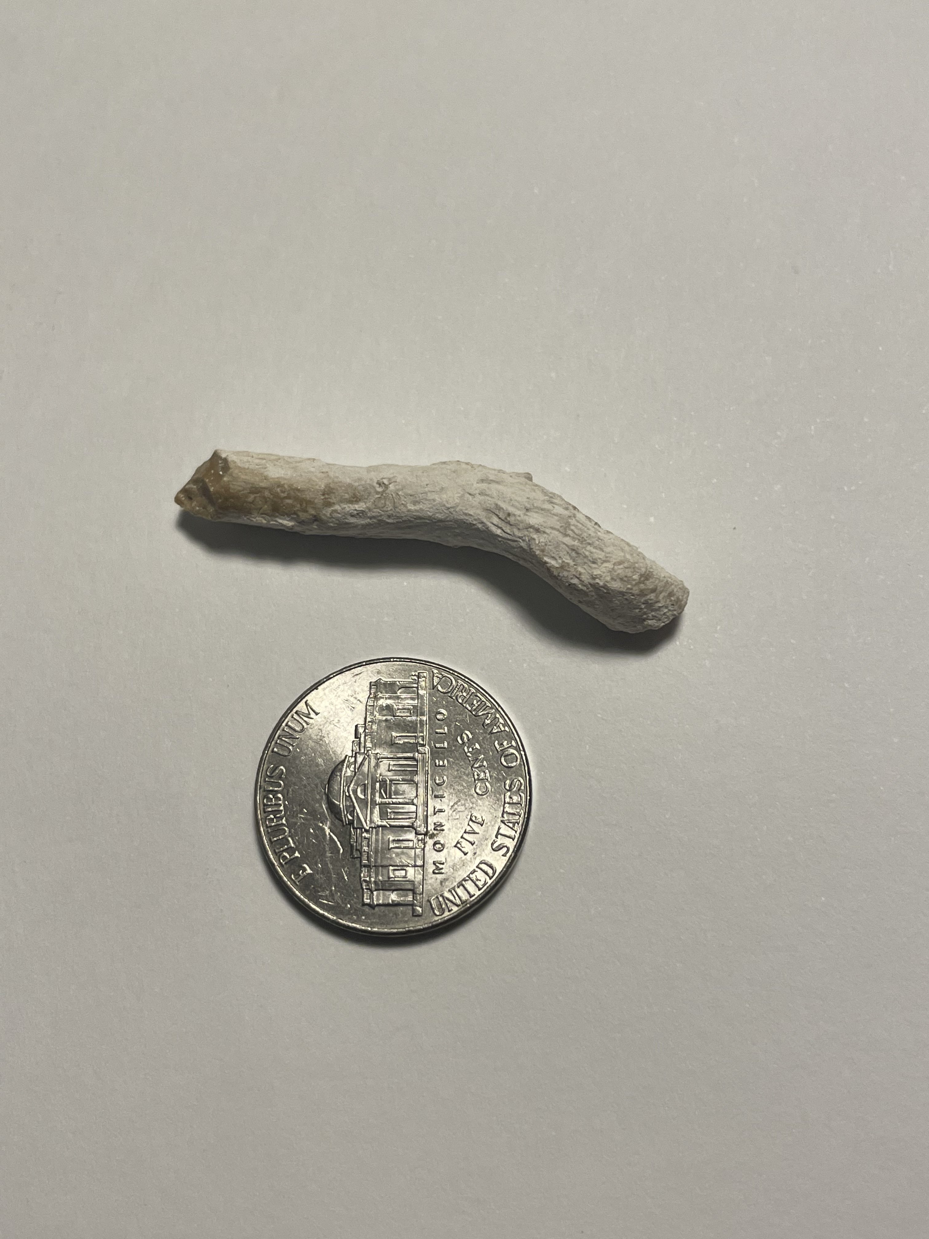 Identify bone fossil found in Cancun, Mexico - Fossil ID - The Fossil Forum