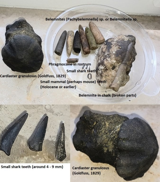 Late Cretaceous sediments and fossils (early early Maastrichtian ...