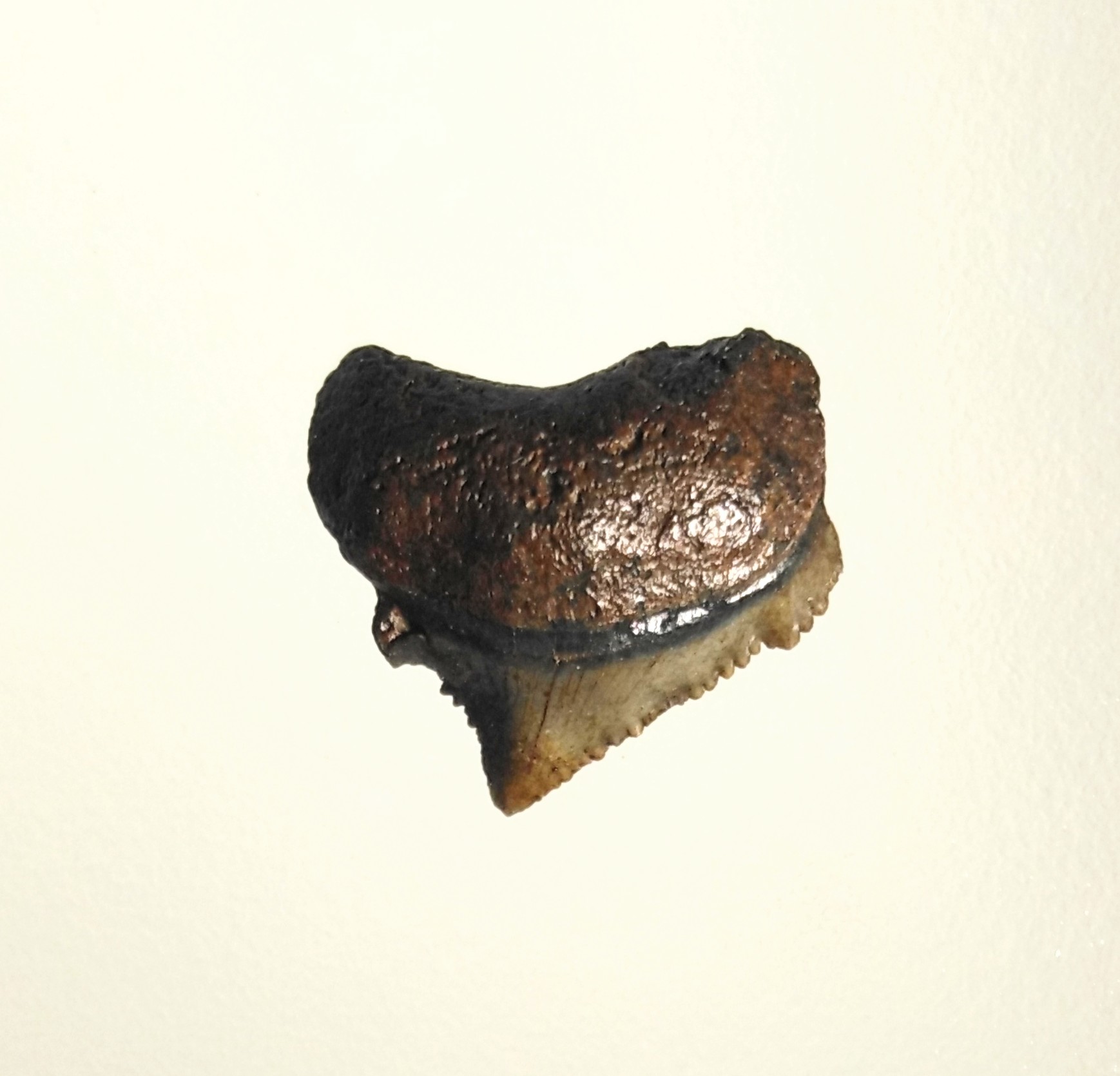 How small can Megalodon teeth be? - Questions & Answers - The Fossil Forum