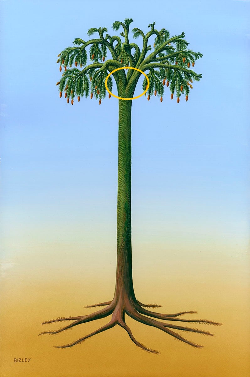 Lepidodendron branching - Questions & Answers - The Fossil Forum