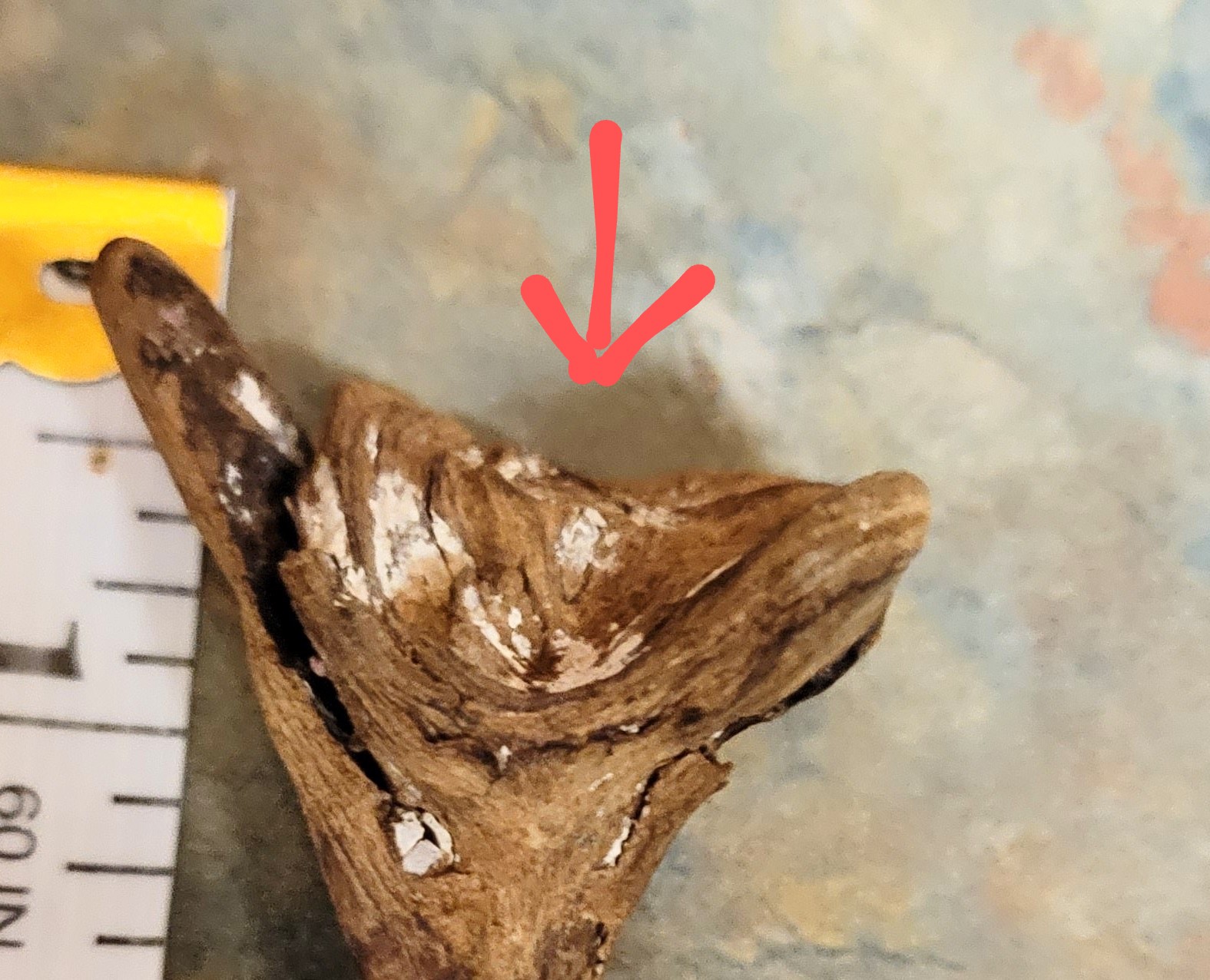 Anyone know what this is? - Fossil ID - The Fossil Forum