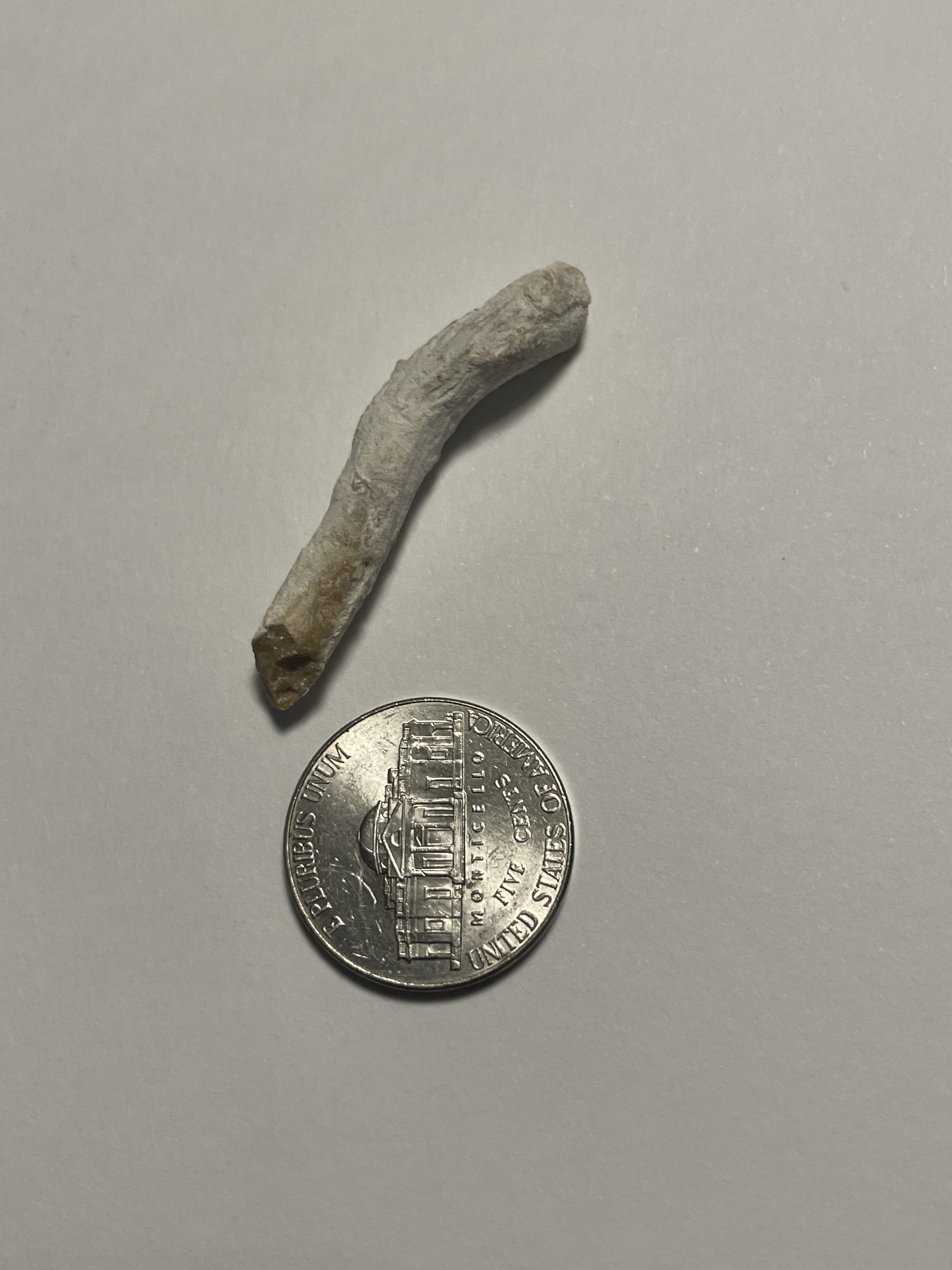 Identify bone fossil found in Cancun, Mexico - Fossil ID - The Fossil Forum