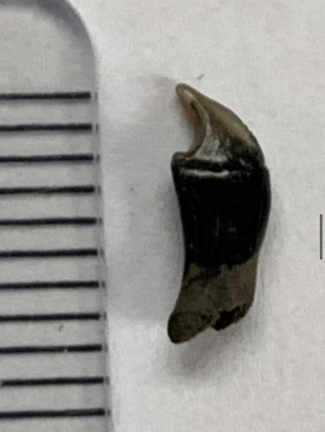 Claw-shaped fossil found in a Maastrichtian stratum in Limburg, the ...