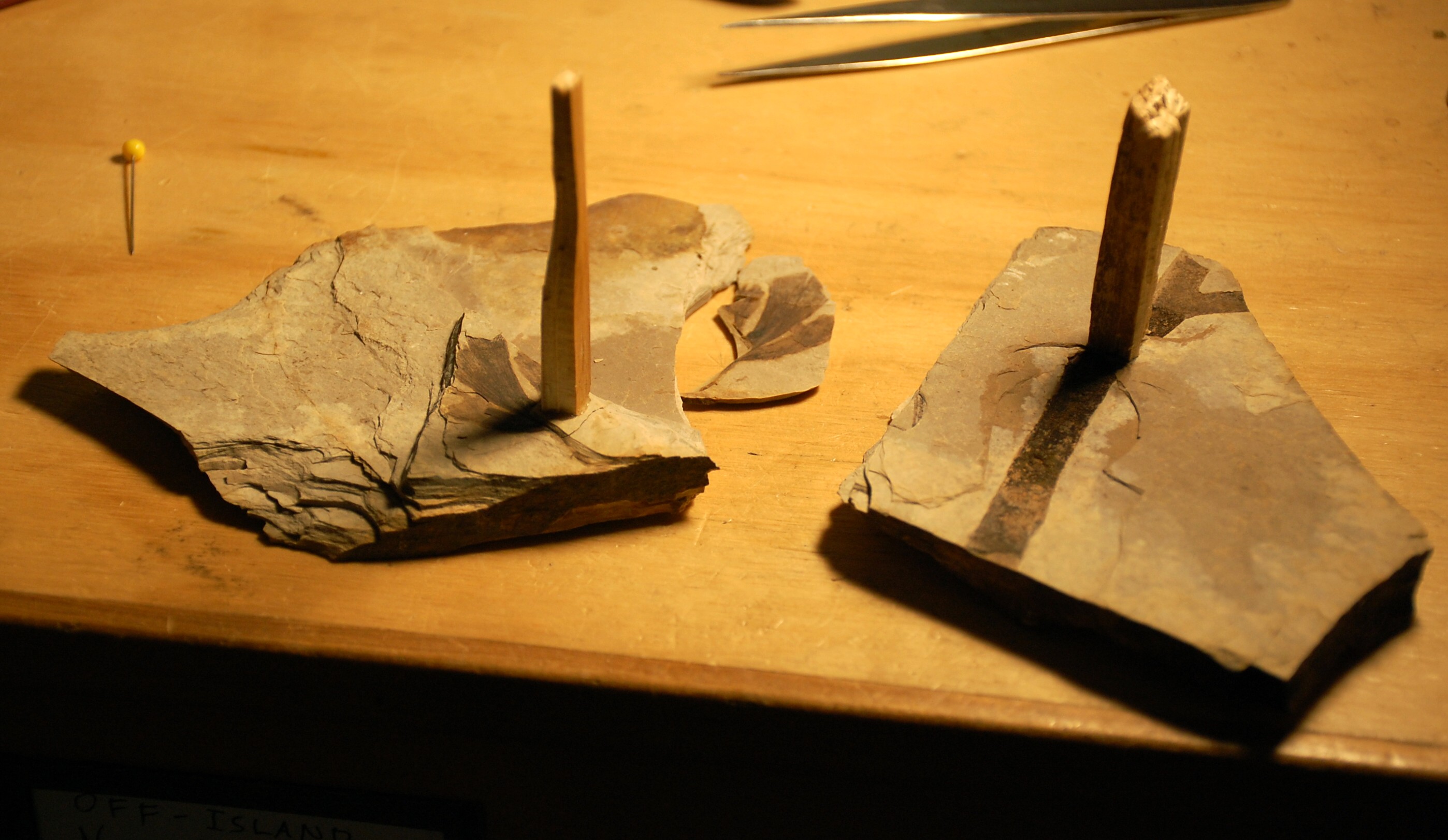 Prepping Eocene plant fossils without air tools - Fossil Preparation ...