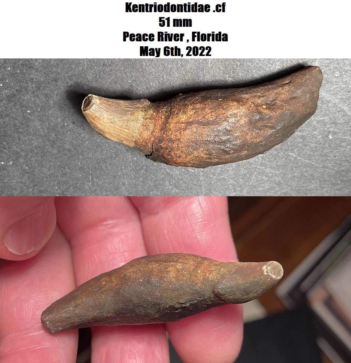 Some finds - Fossil ID - The Fossil Forum