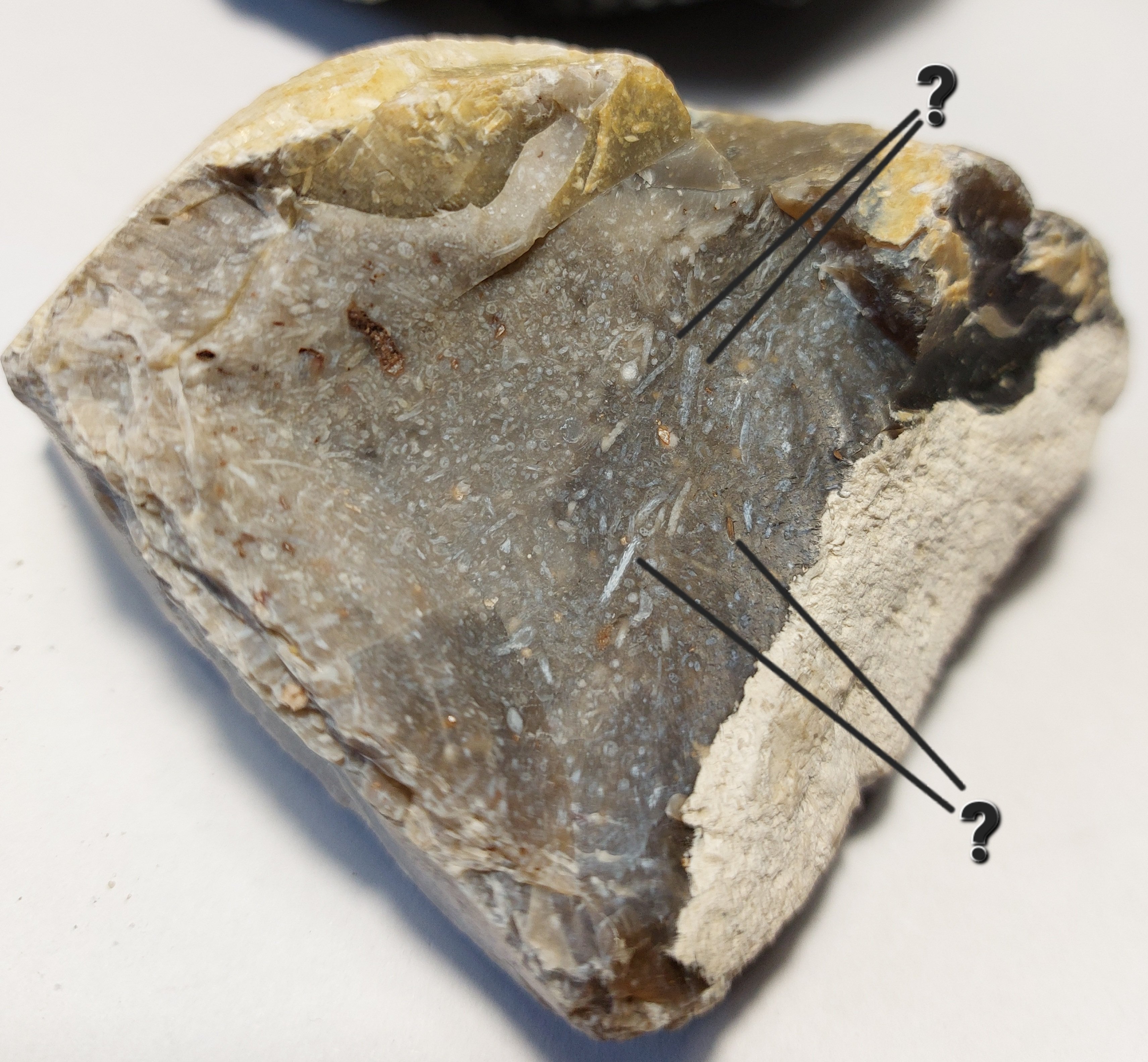 Chert fossils, inclusions - Fossil ID - The Fossil Forum