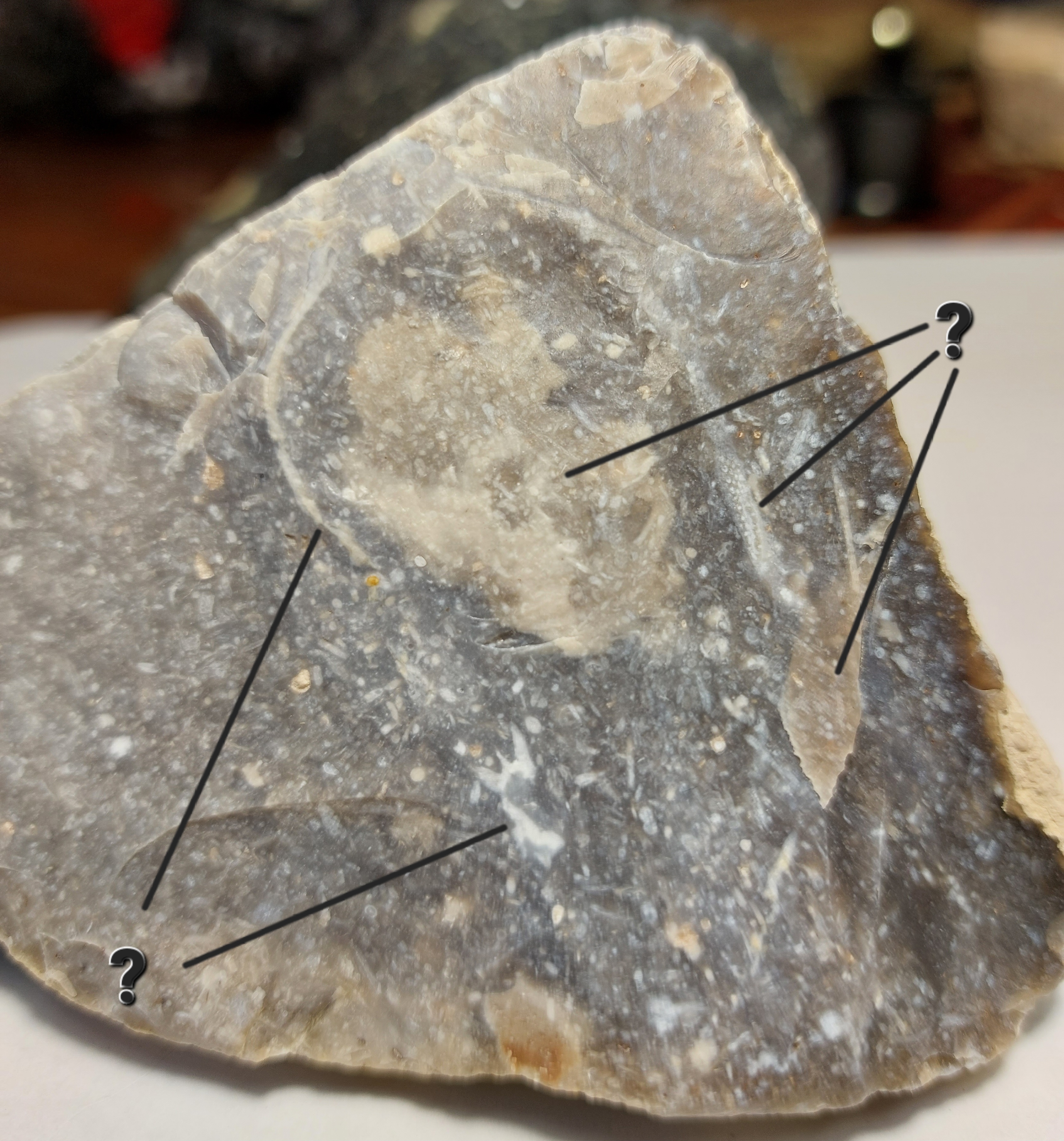 Chert fossils, inclusions - Fossil ID - The Fossil Forum