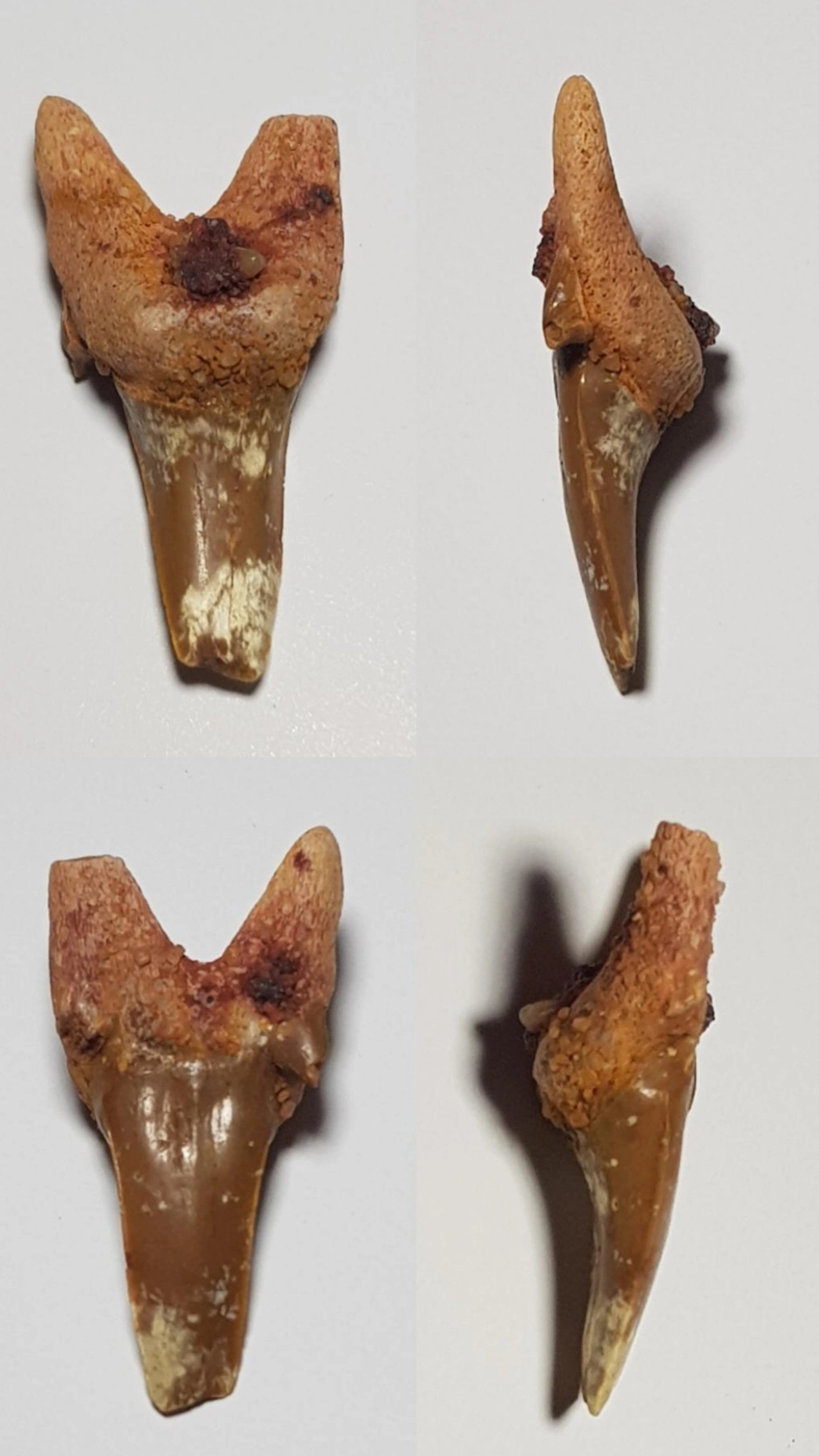 Kem Kem Lamniformes teeth - Fossil ID - The Fossil Forum