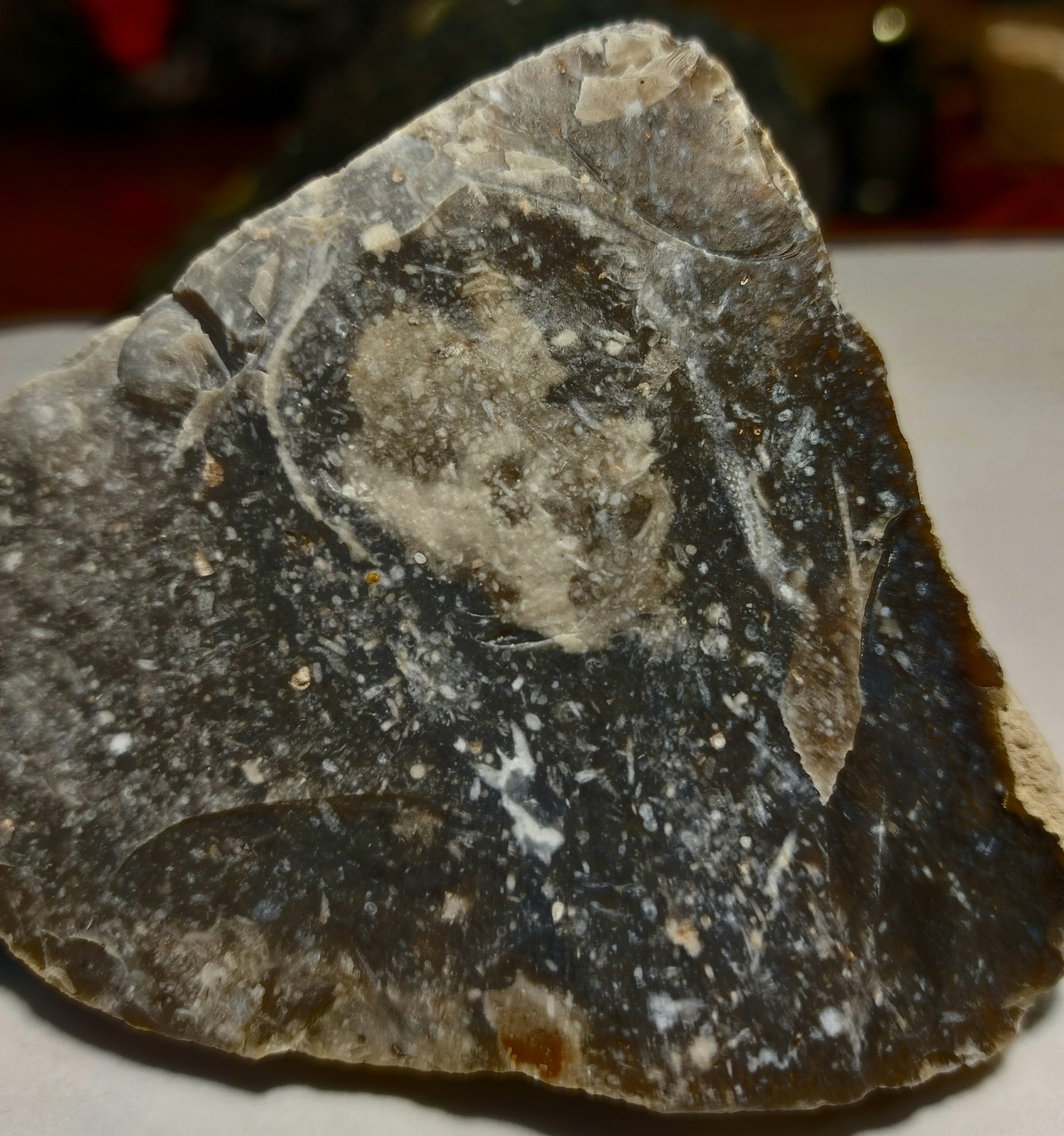 Chert fossils, inclusions - Fossil ID - The Fossil Forum