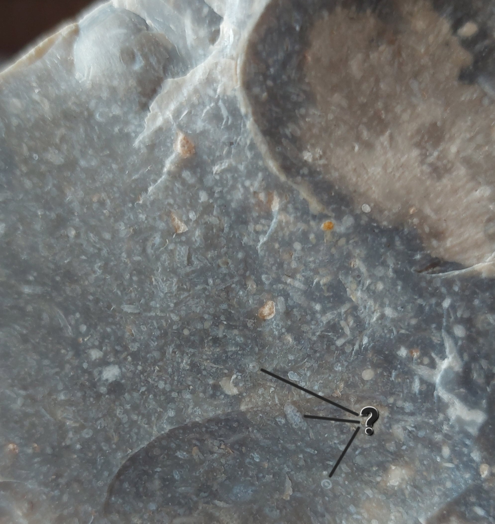 Chert fossils, inclusions - Fossil ID - The Fossil Forum