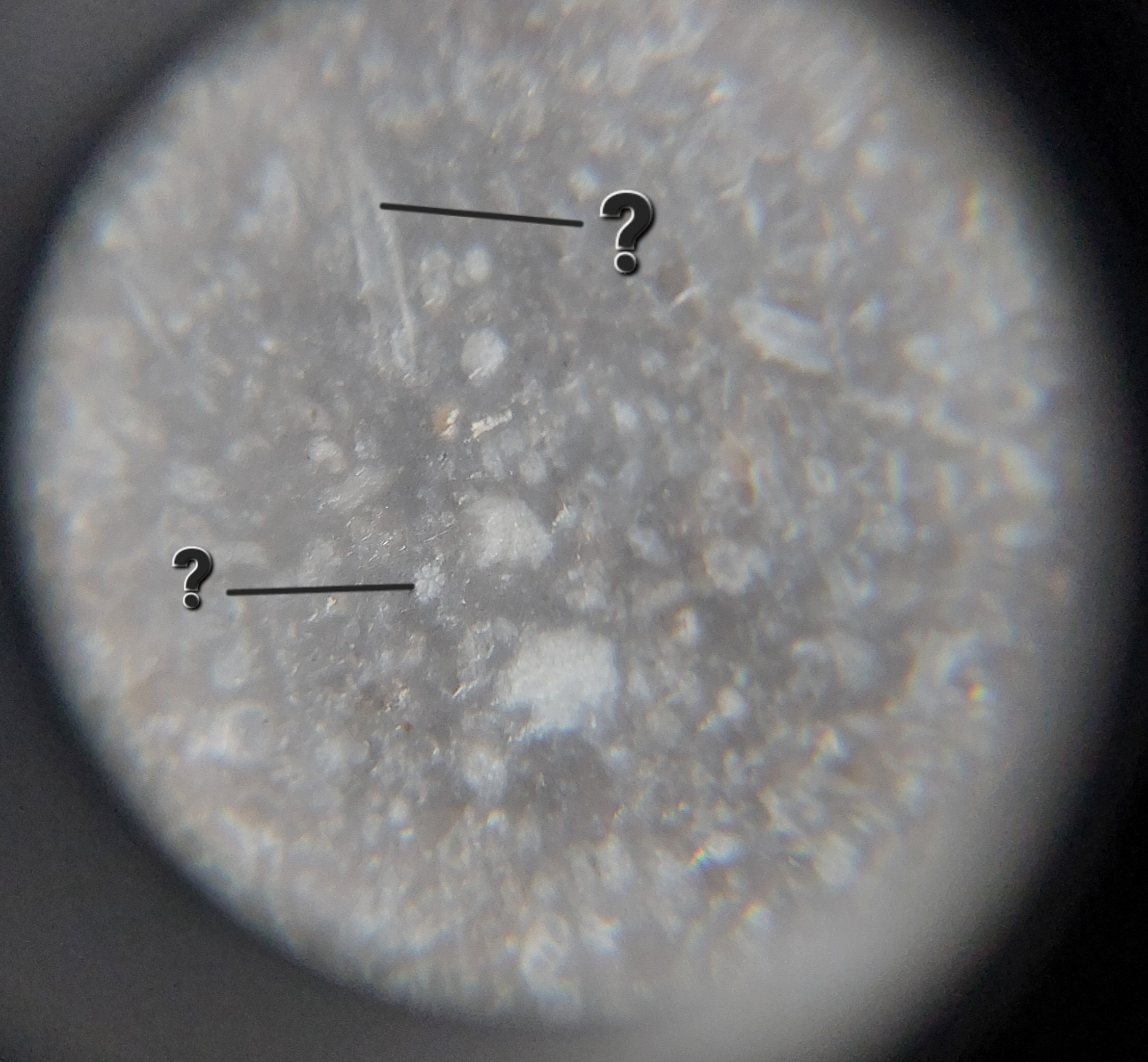 Chert fossils, inclusions - Fossil ID - The Fossil Forum