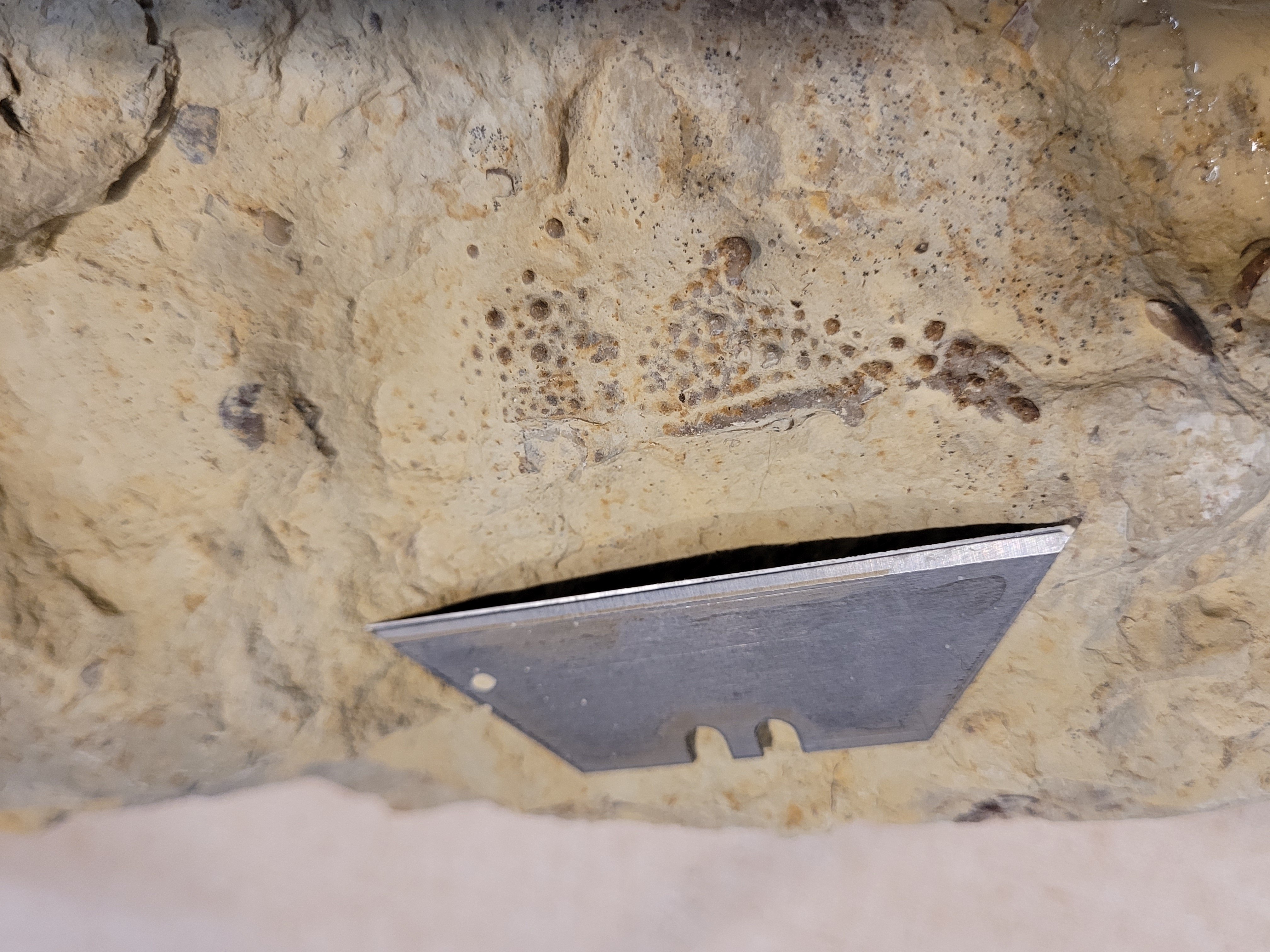 Most complete Bufoceraurus cephalon found and donated 4/23 - Partners ...