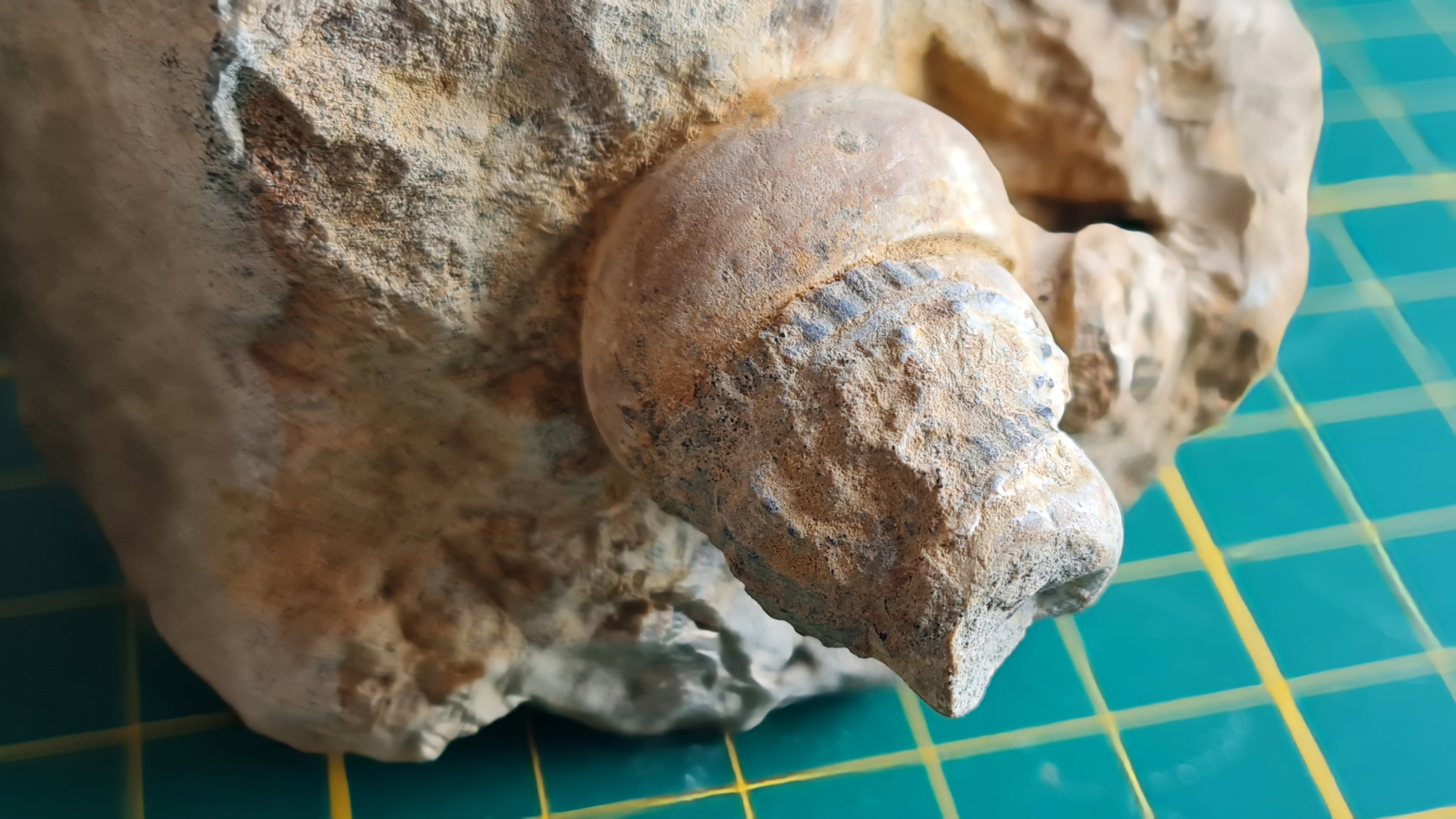 Fossils from the 'Vaalser green sand' the Netherlands - Fossil ID - The ...