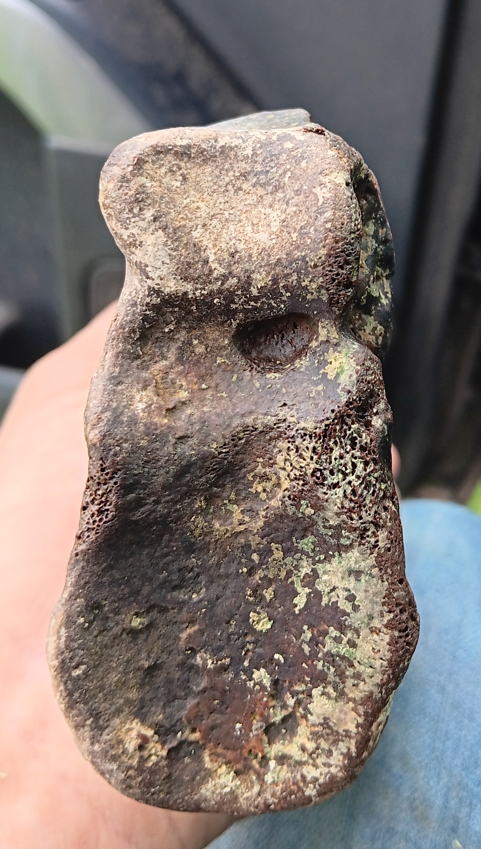 SE Texas leg bone - Fossil ID - The Fossil Forum