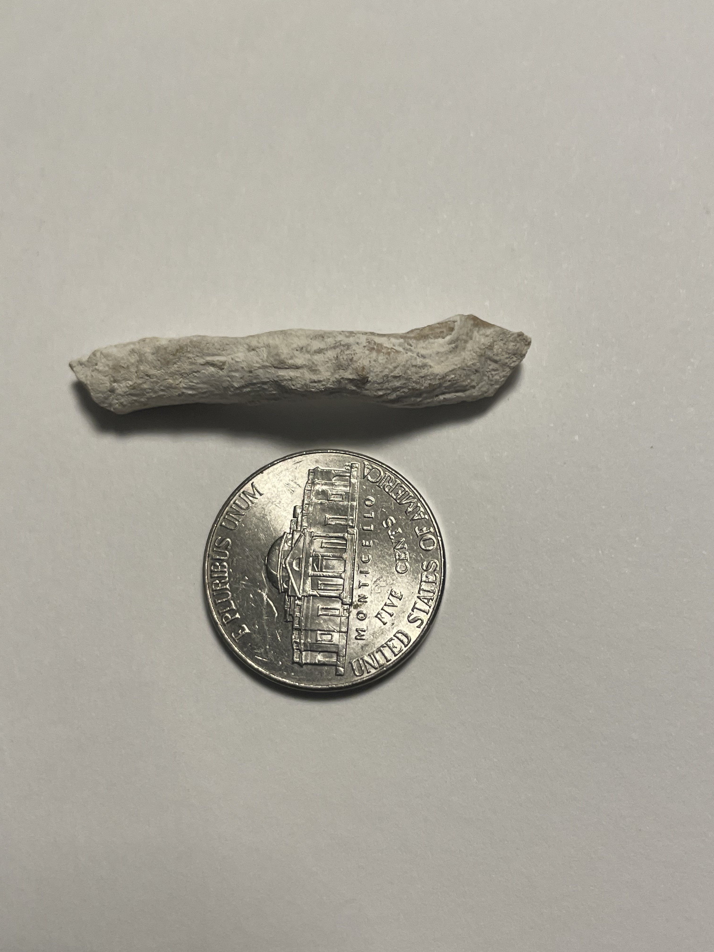 Identify bone fossil found in Cancun, Mexico - Fossil ID - The Fossil Forum