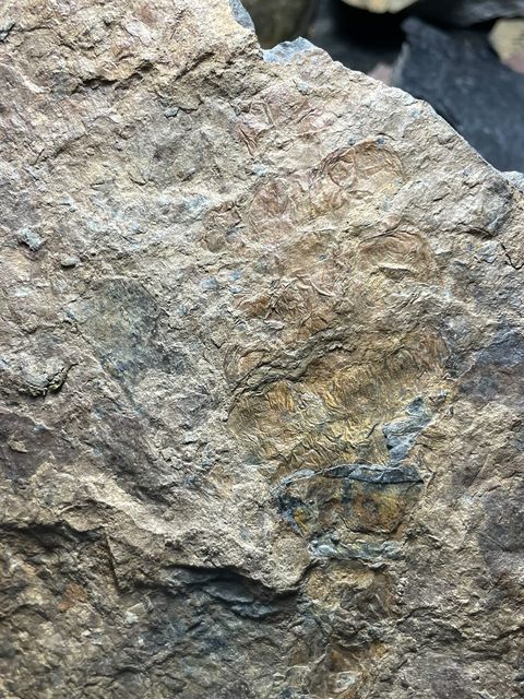 Middle Silurian Shawangunk Eurypterid hunt in PA - Fossil Hunting Trips ...