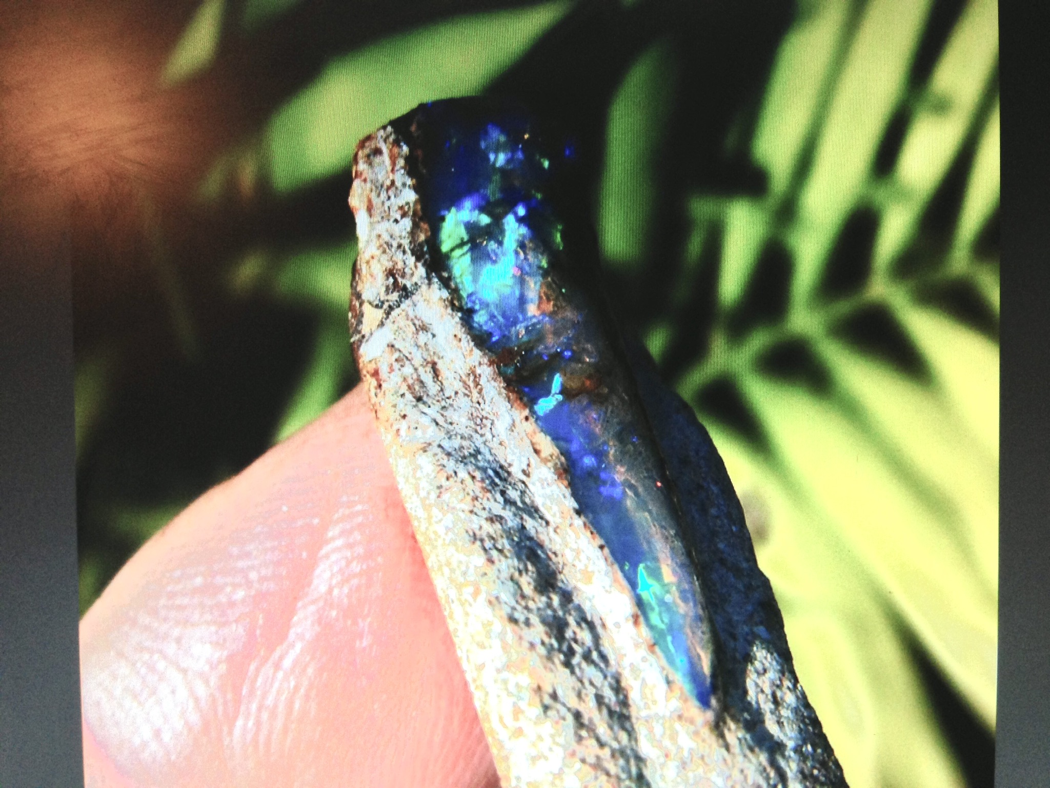 Rare Opalised fossils - Member Collections - The Fossil Forum