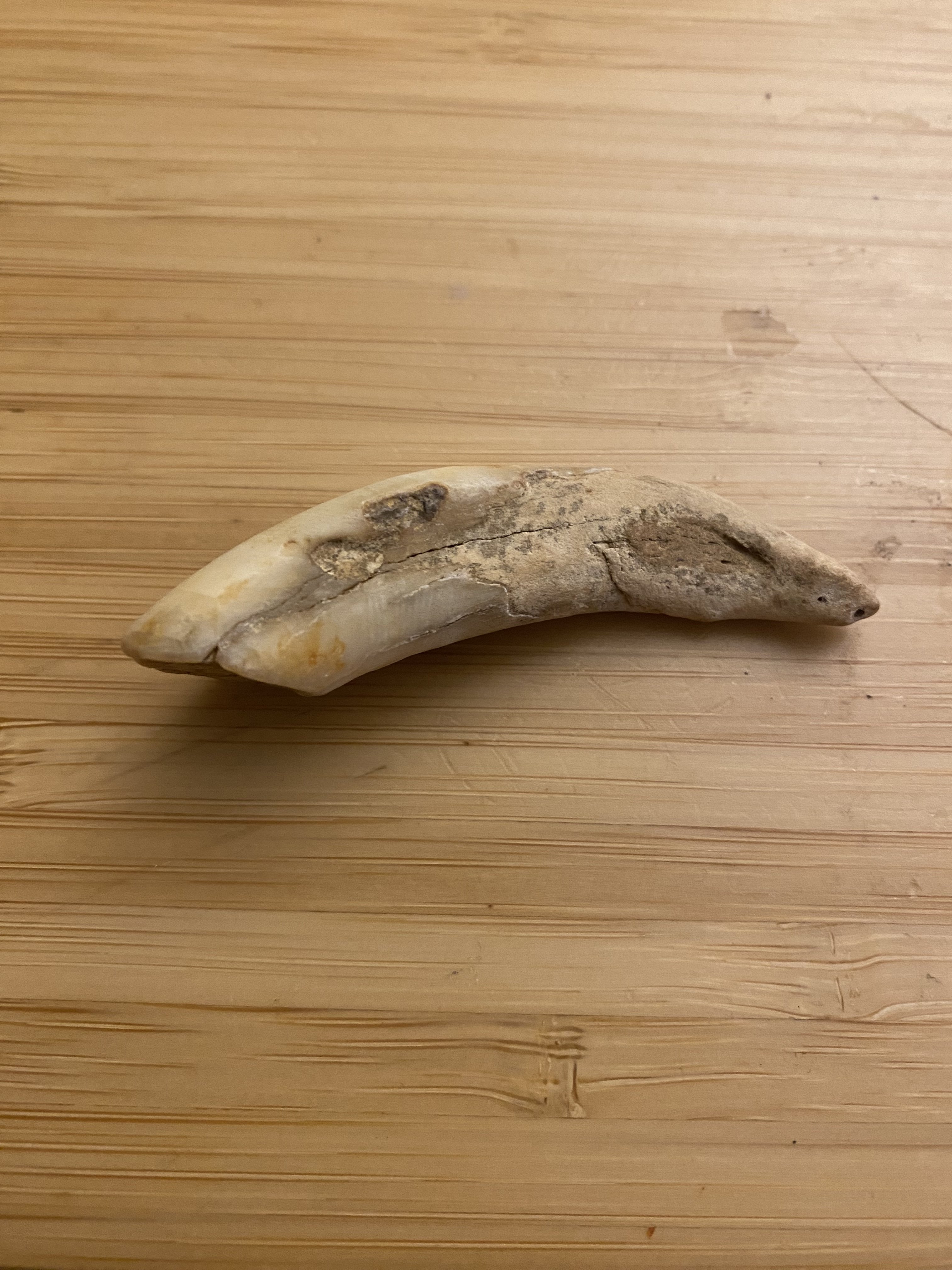 Canine tooth ID - Fossil ID - The Fossil Forum