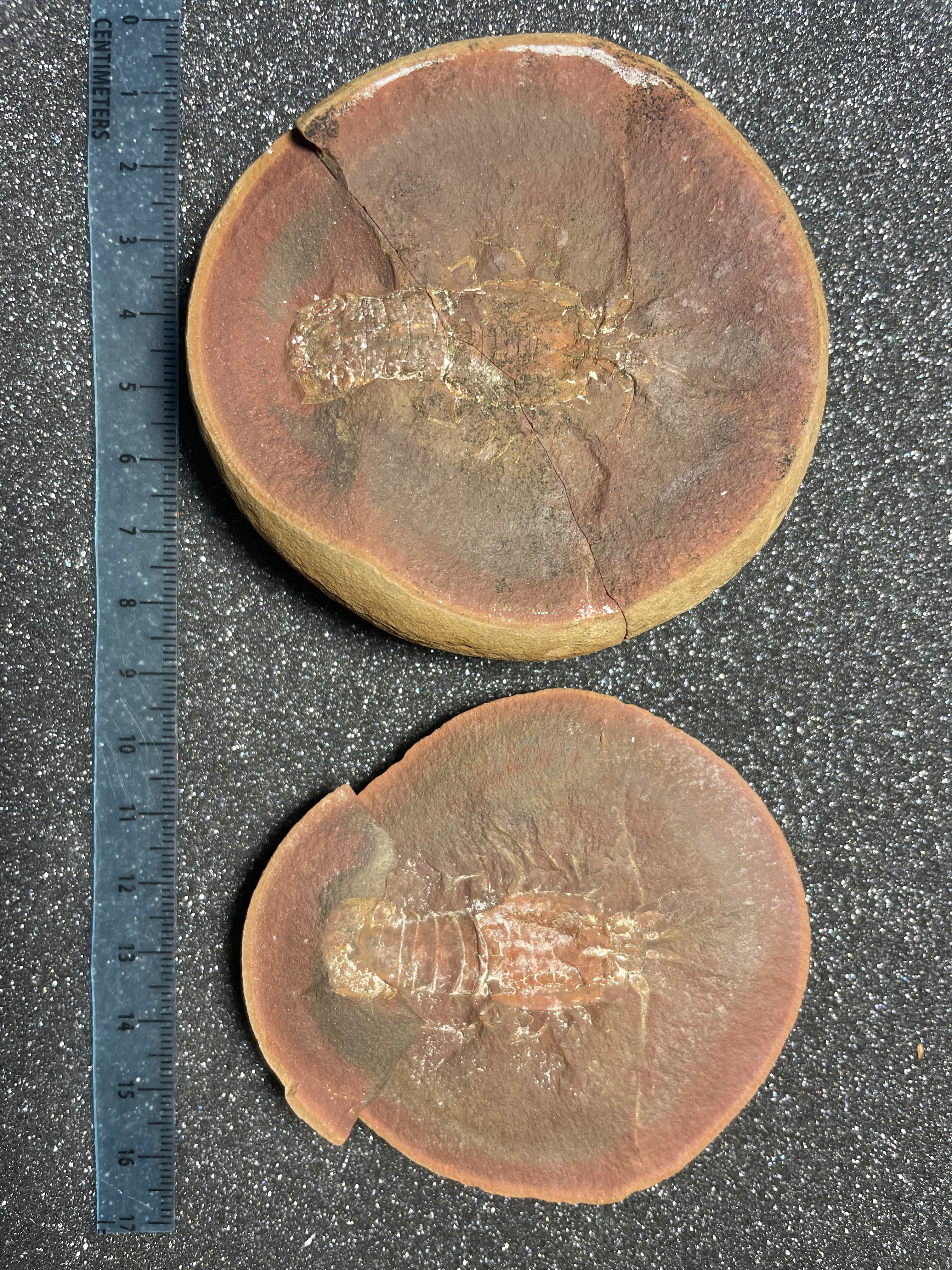 Beginners Luck! Mazon Creek Crawfish ID? - Fossil ID - The Fossil Forum
