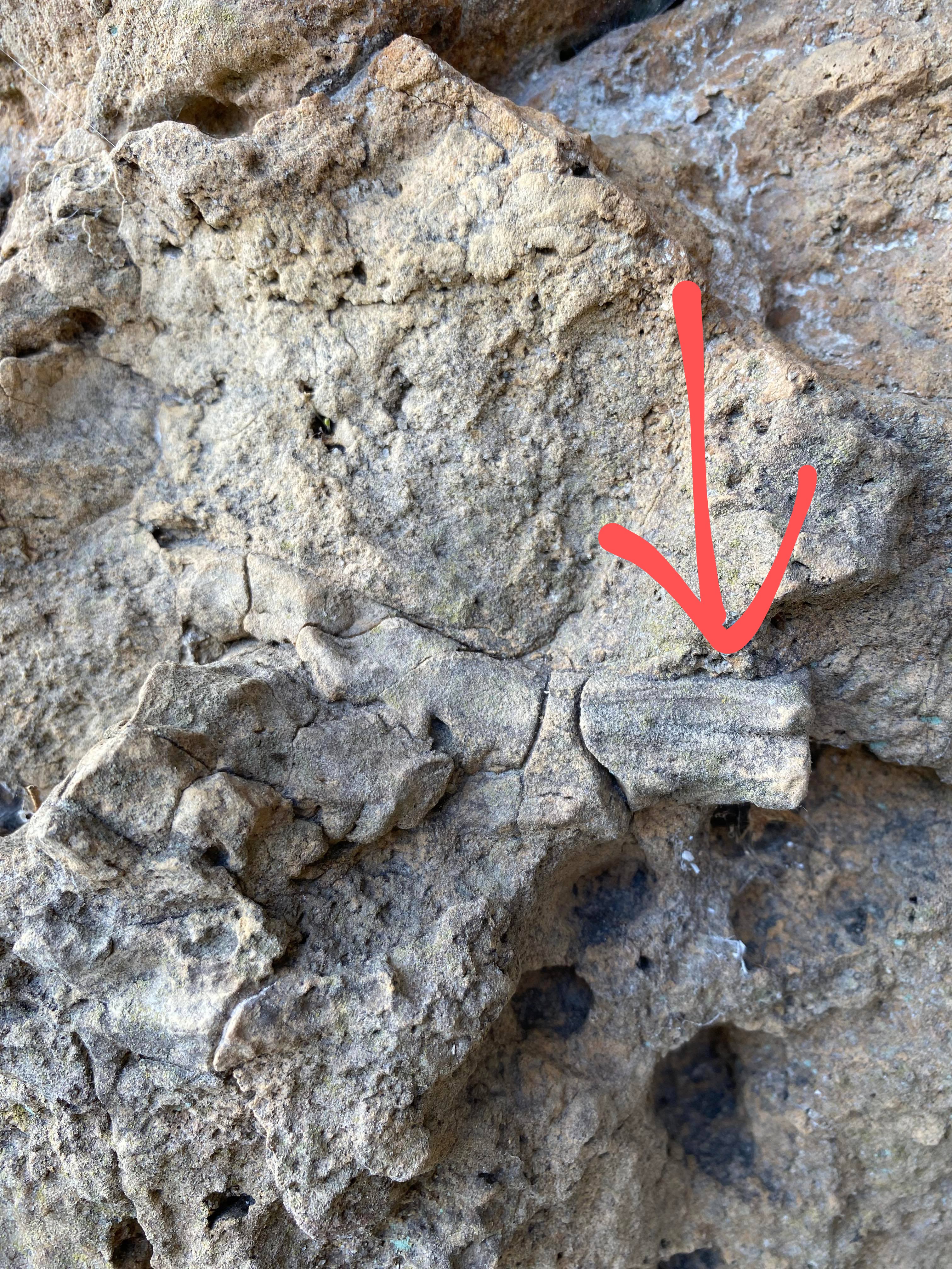 Impossible bone? - Fossil ID - The Fossil Forum