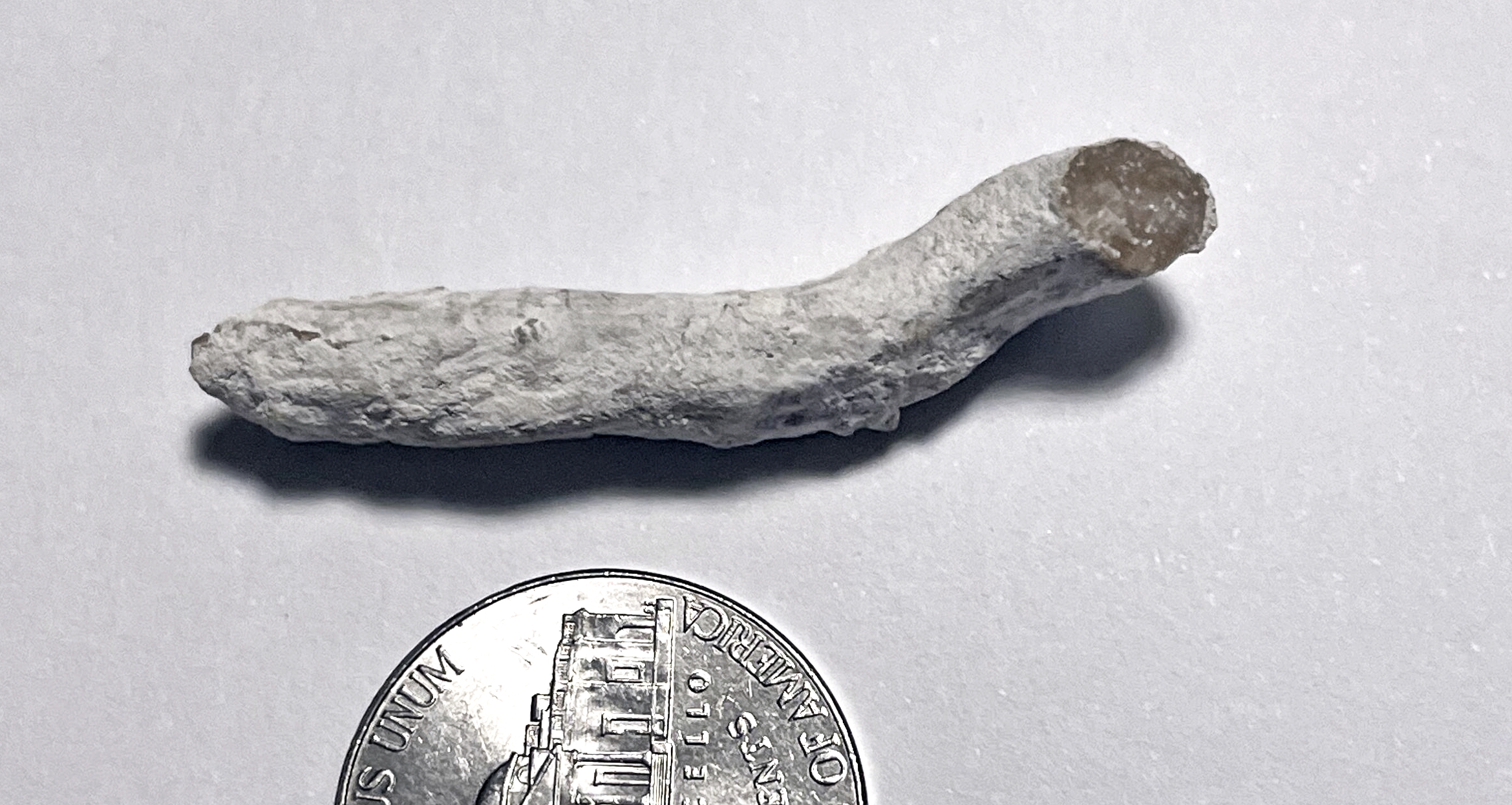 Identify bone fossil found in Cancun, Mexico - Fossil ID - The Fossil Forum