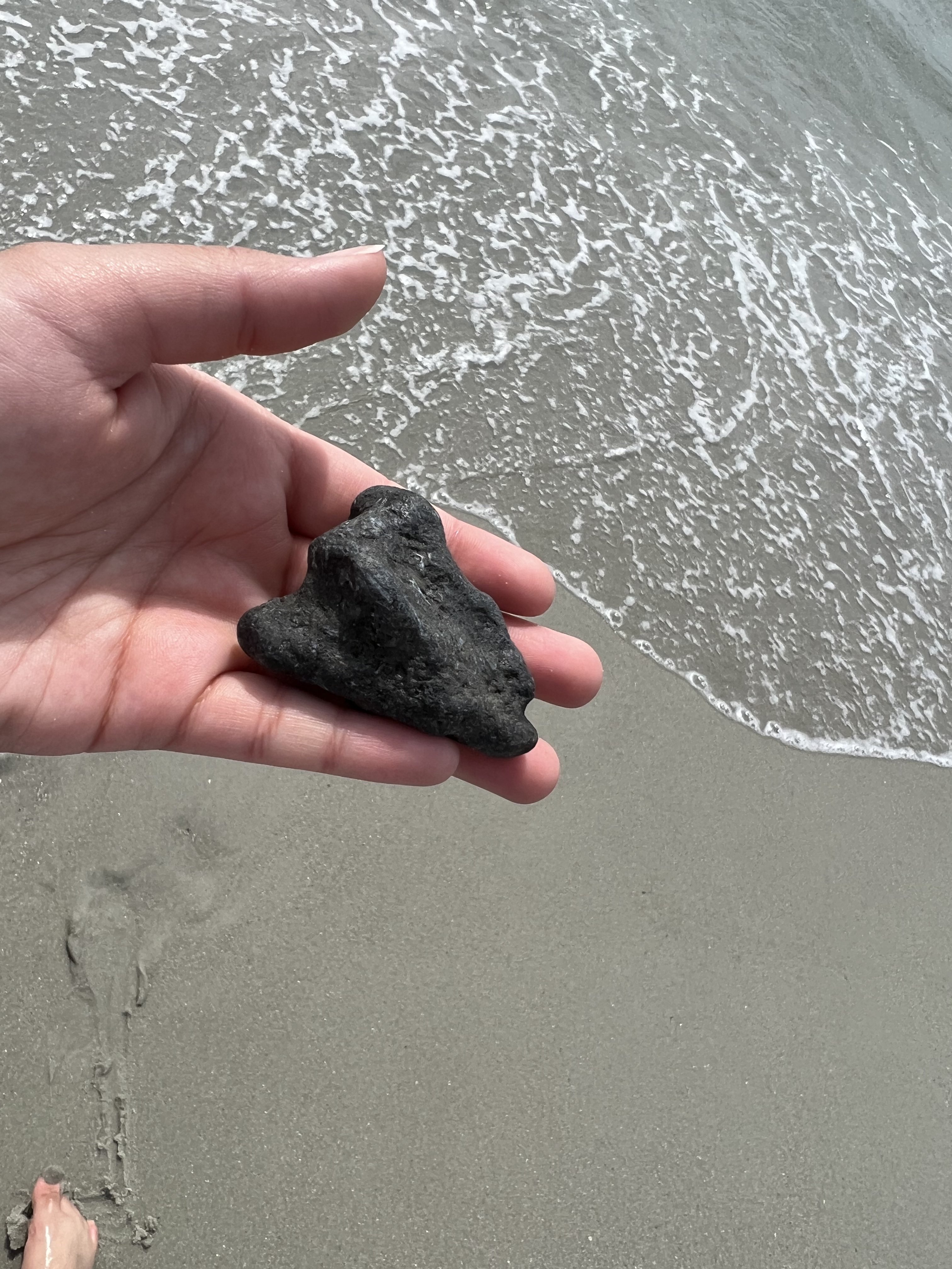 Found this at Myrtle Beach - Fossil ID - The Fossil Forum
