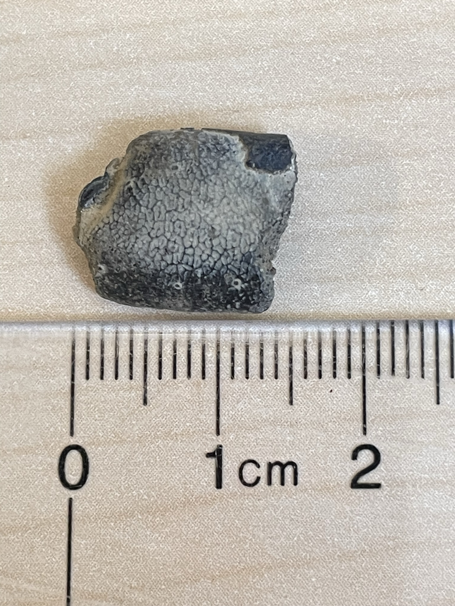 From big brook in NJ - Fossil ID - The Fossil Forum