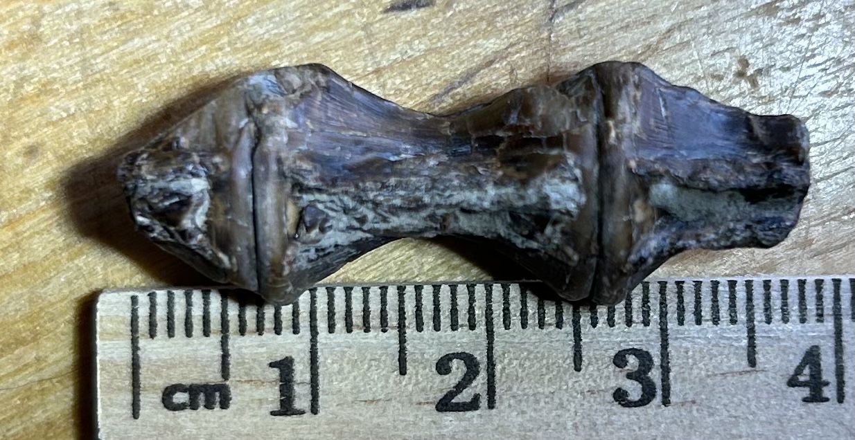 Fossil Vertebrae? - Fossil ID - The Fossil Forum