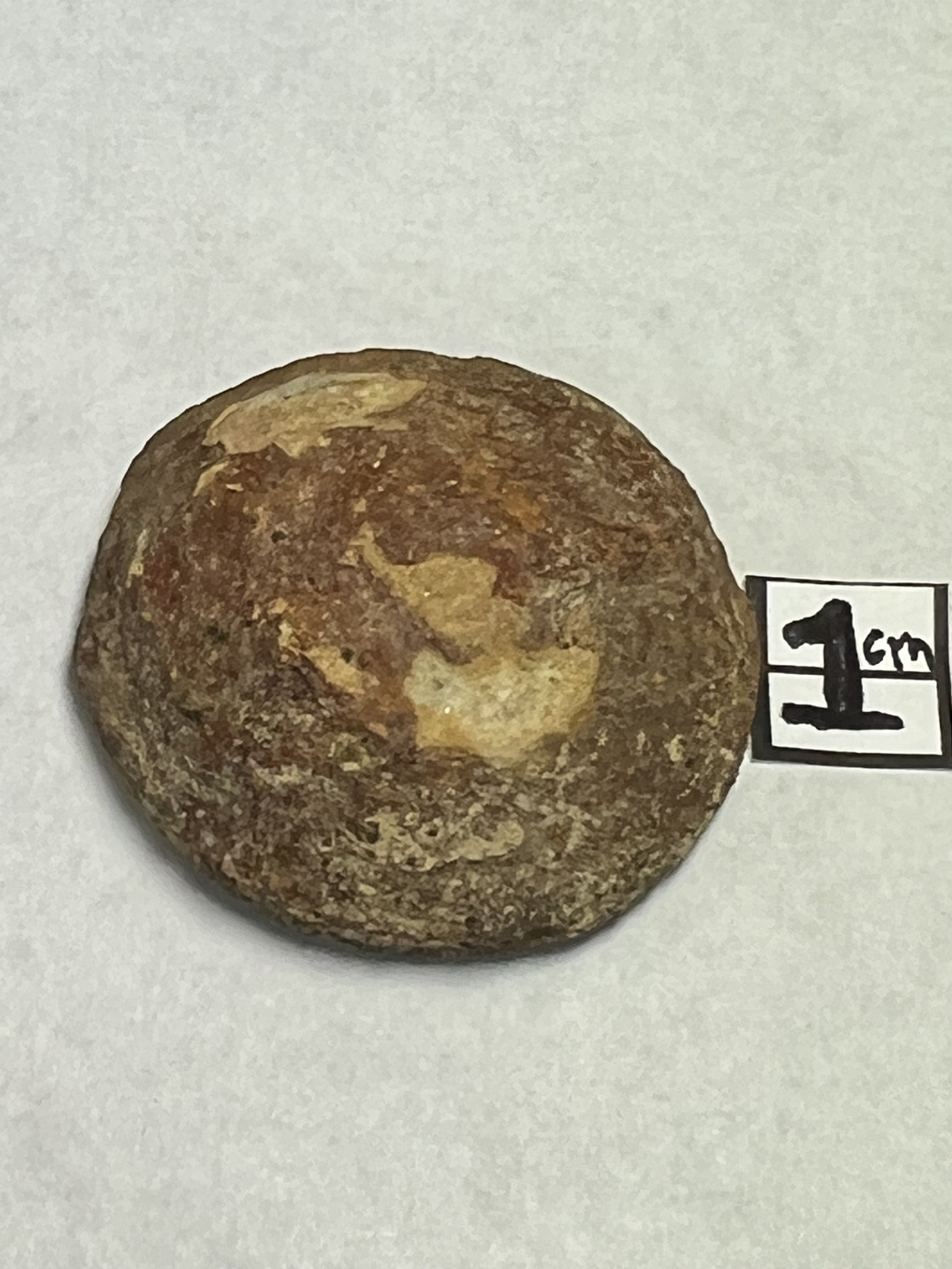 Cookie shaped rocks- Stromatoporoids? Concretion? - Fossil ID - The ...
