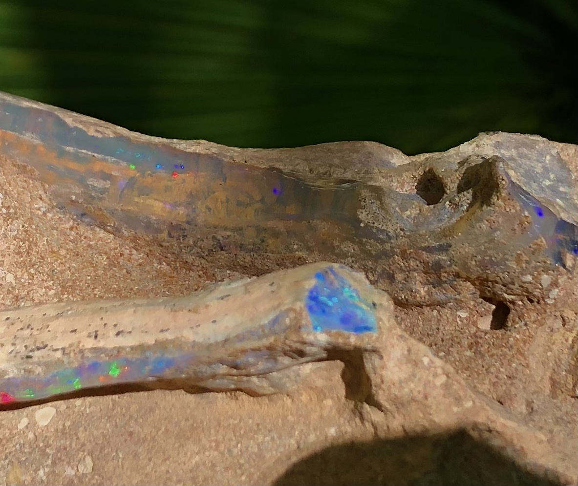 Rare Opalised fossils - Member Collections - The Fossil Forum