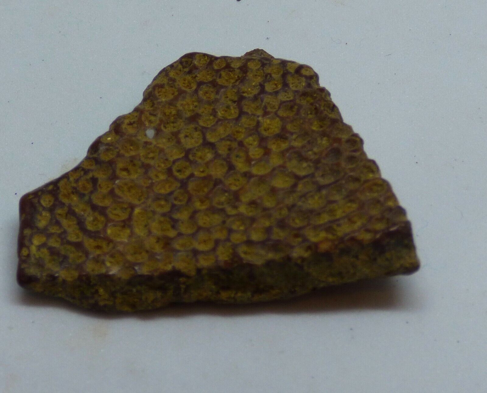 Cretaceous? - Fossil ID - The Fossil Forum