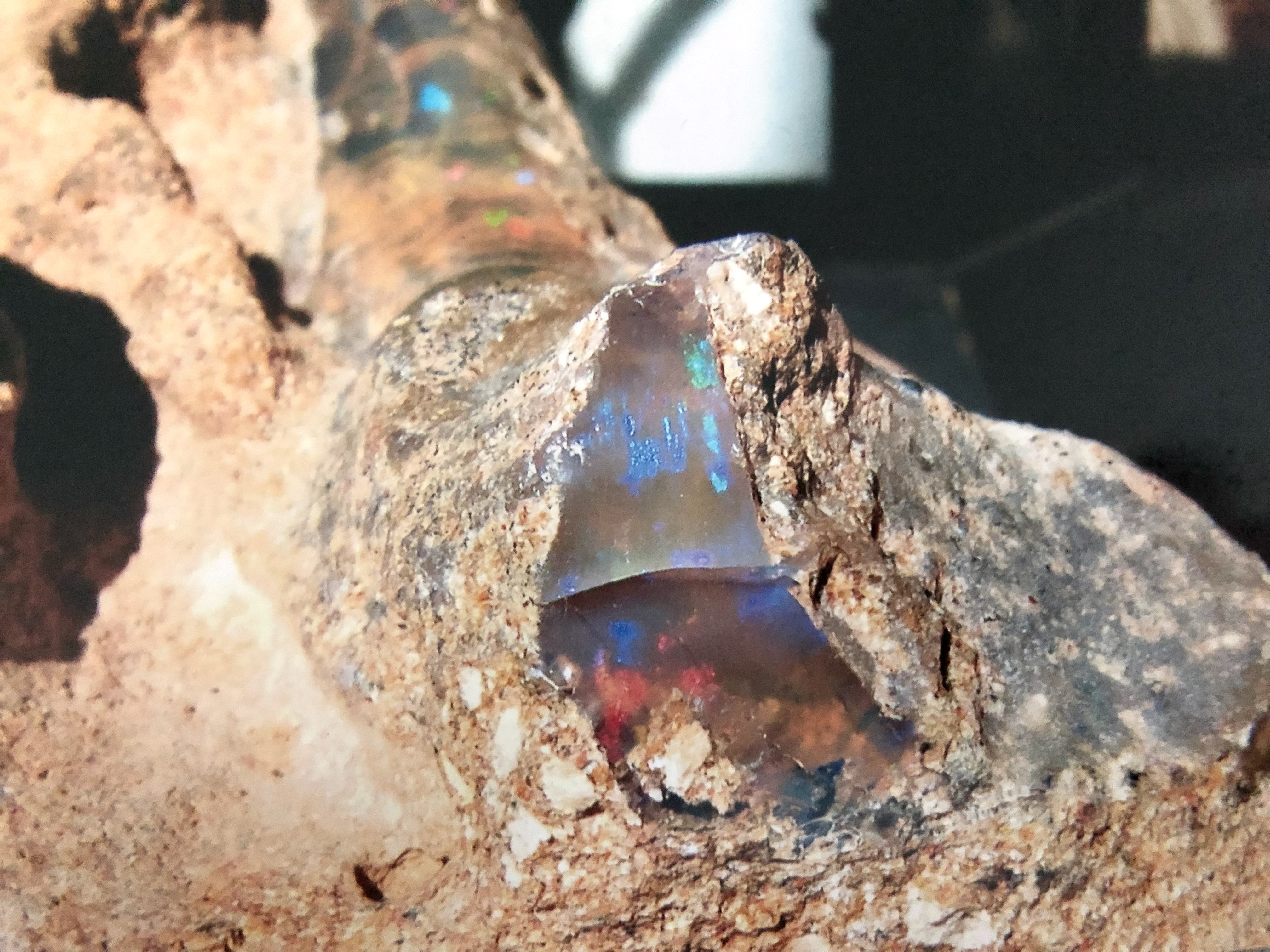 Rare Opalised fossils - Member Collections - The Fossil Forum