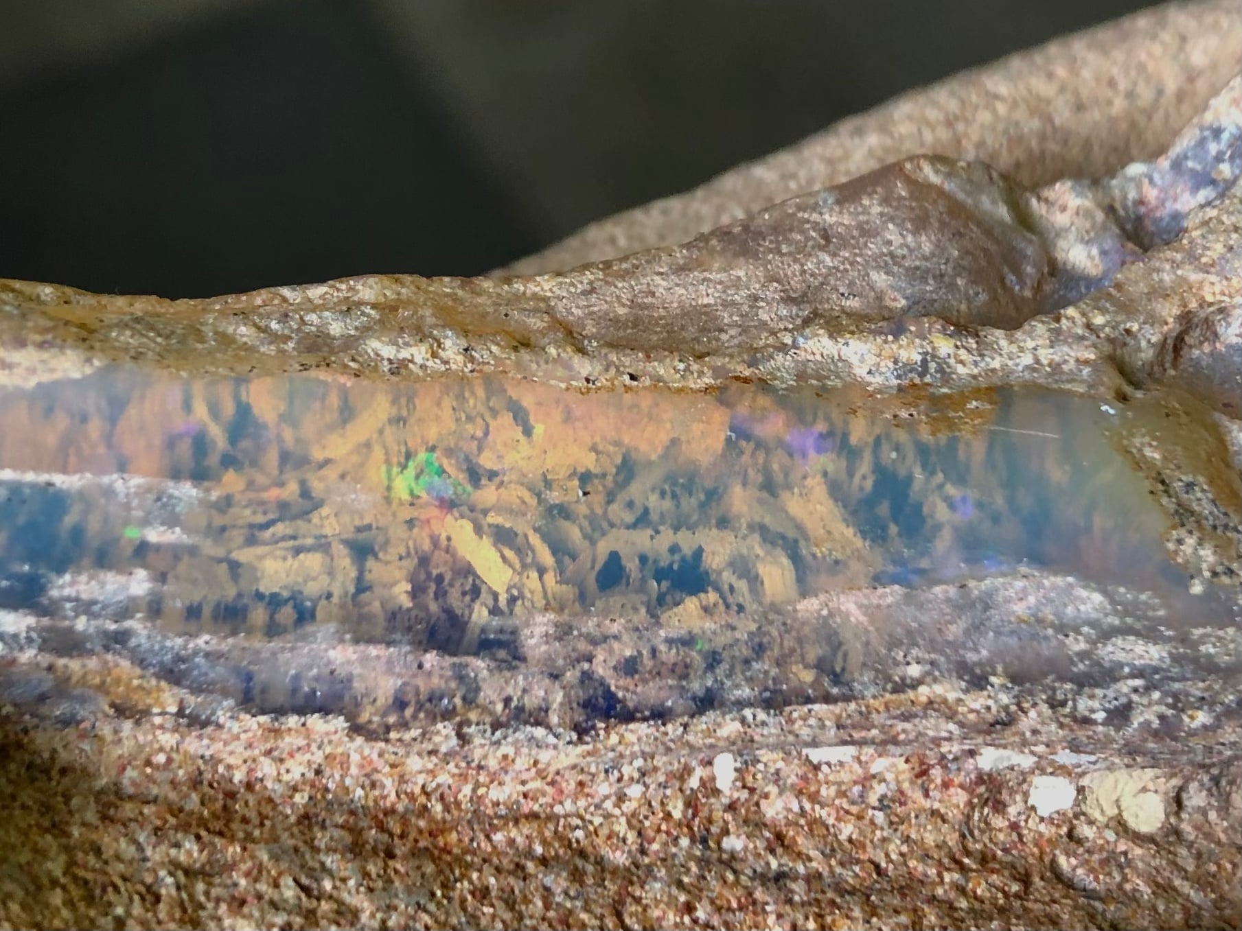 Rare Opalised fossils - Member Collections - The Fossil Forum