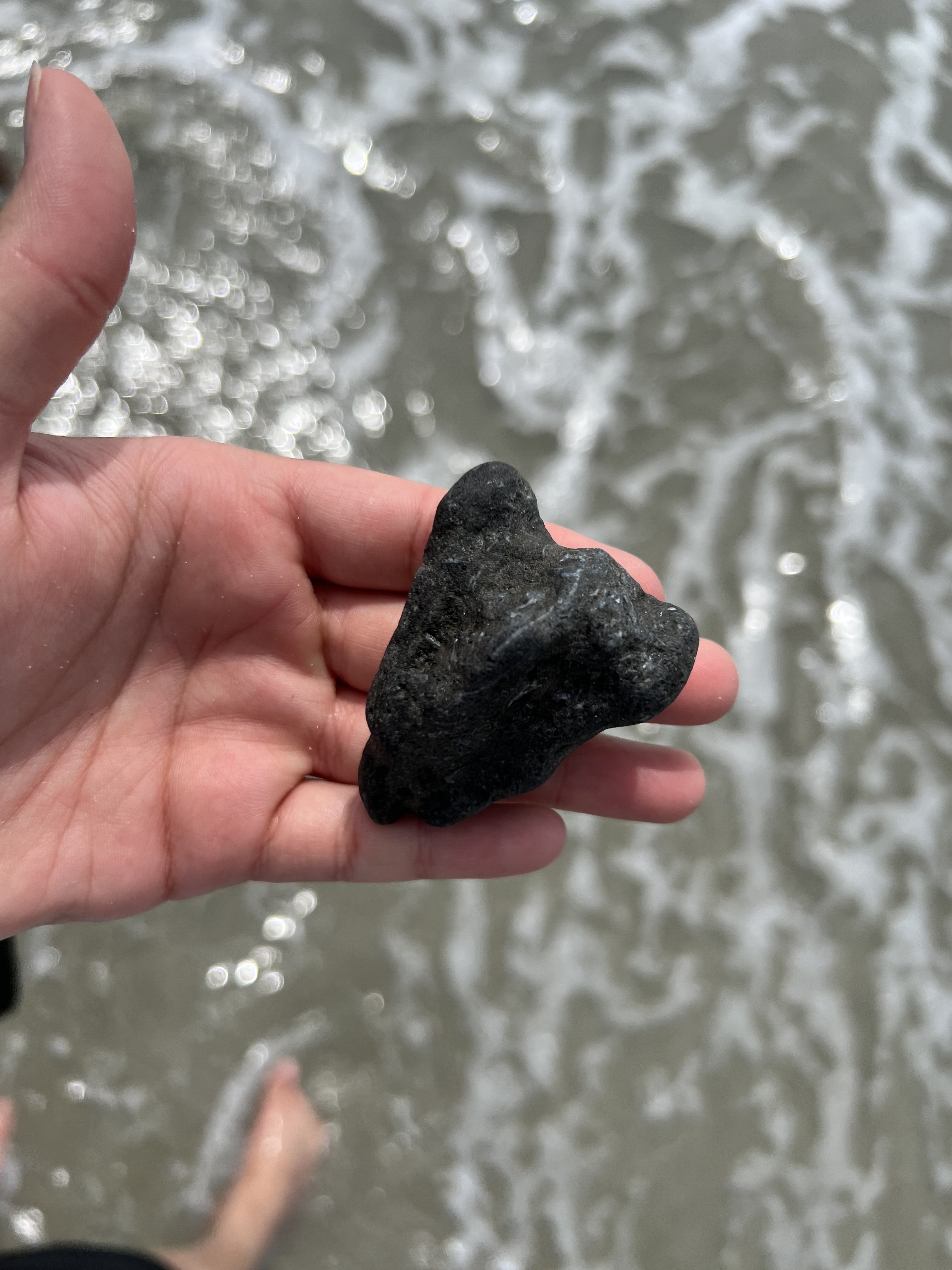 Found this at Myrtle Beach - Fossil ID - The Fossil Forum